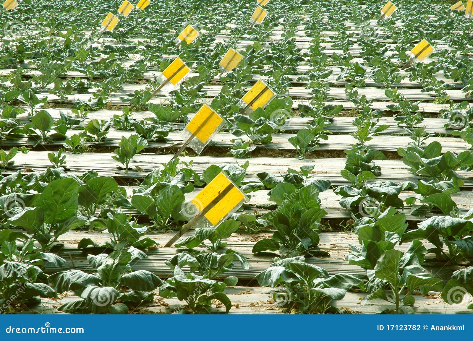 Vegetable farm research stock photo. Image of health - 17123782