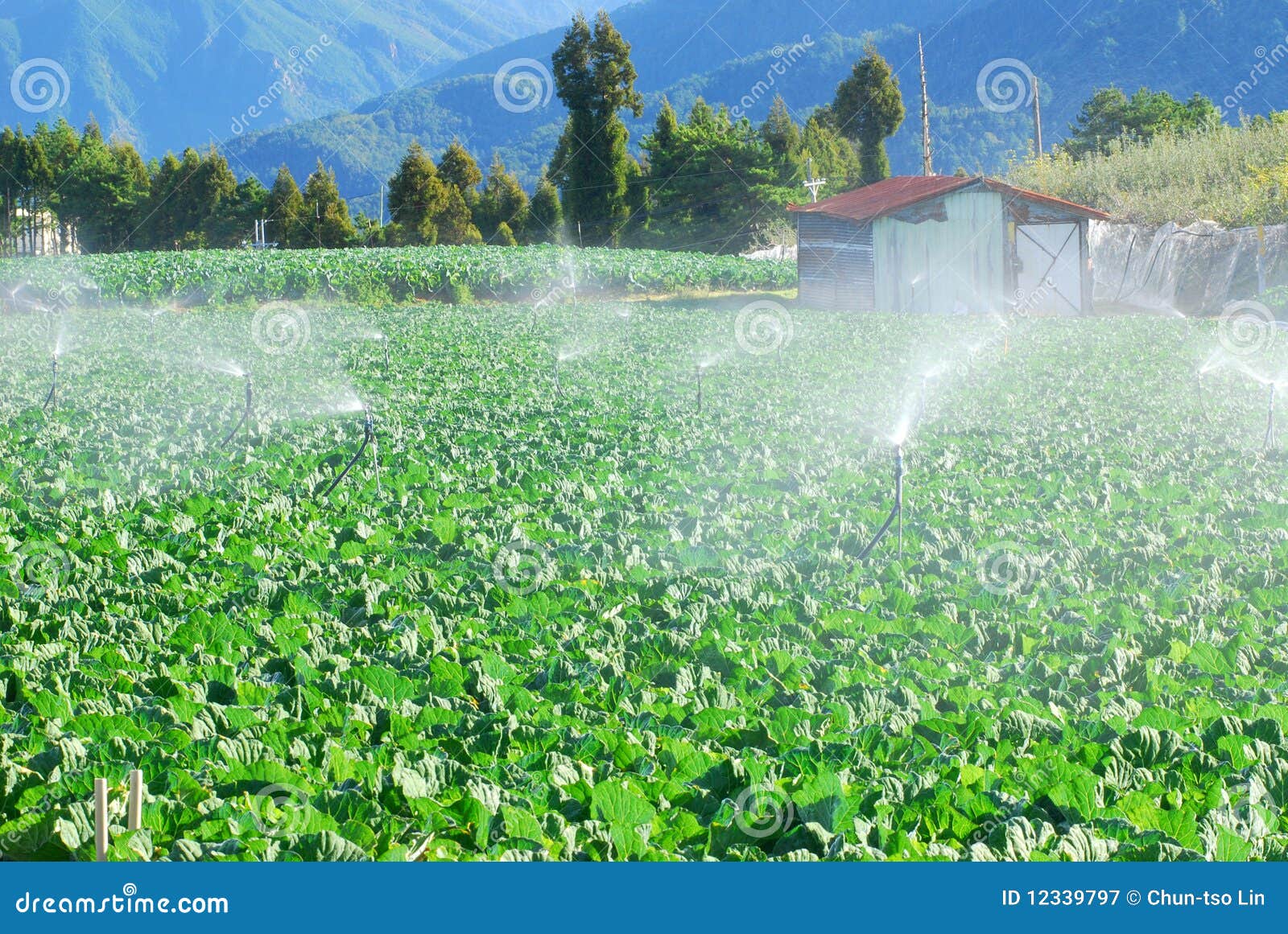 Vegetable Farm in Small Village. Stock Image - Image of kale, culture ...