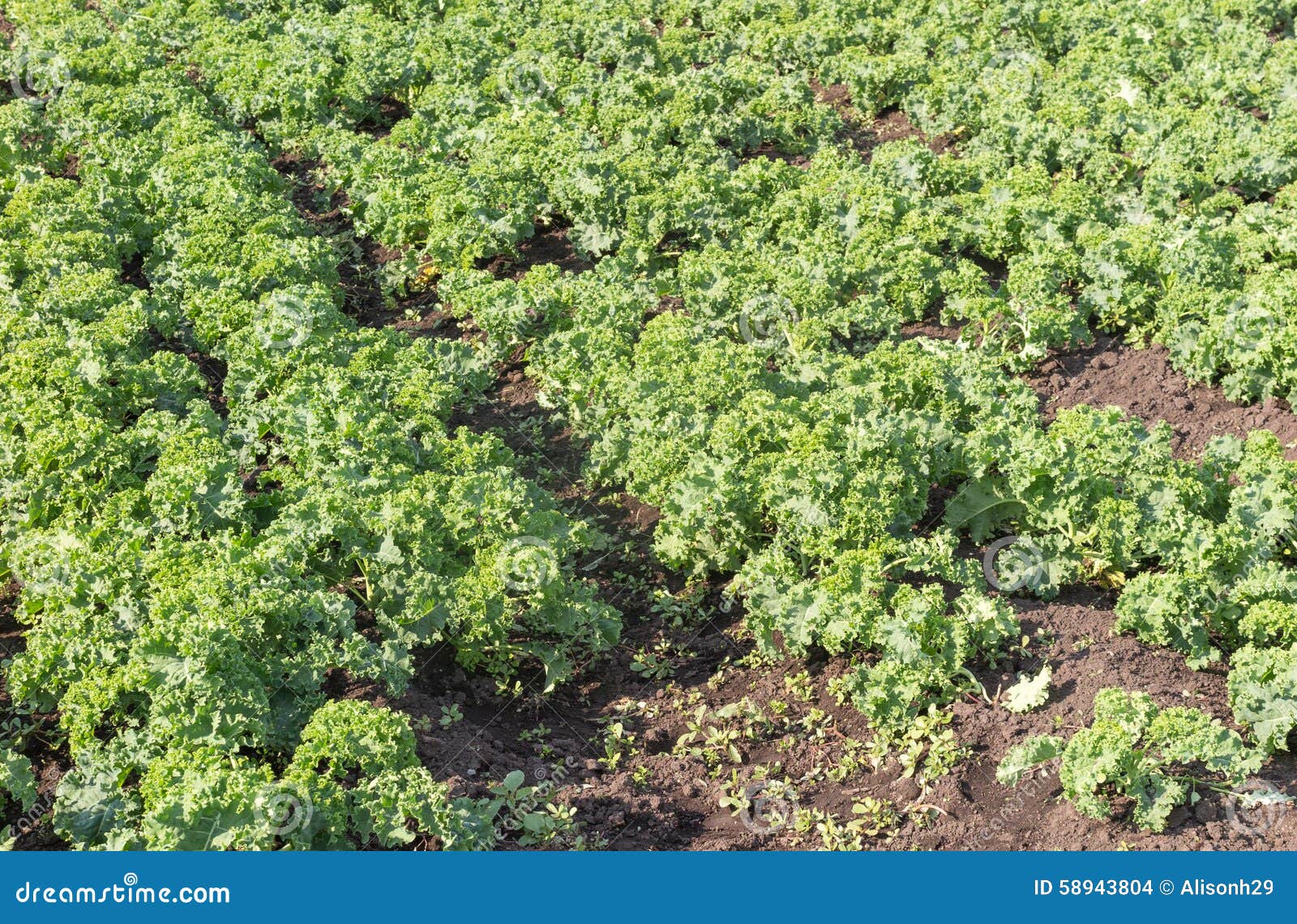 Vegetable Farm stock photo. Image of agriculture, grower - 58943804