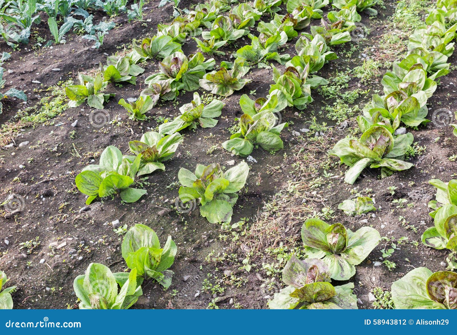 Vegetable Farm stock photo. Image of agriculture, farm - 58943812