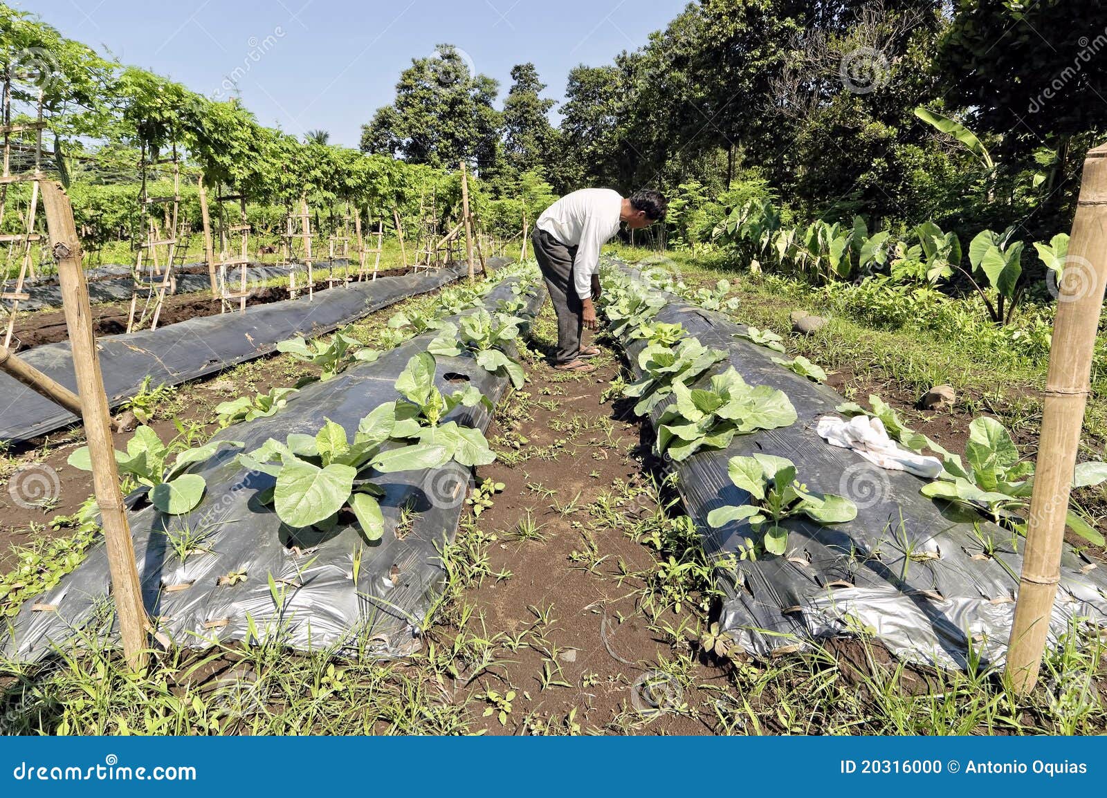 Vegetable Farmer editorial image. Image of farmer, farming - 20316000