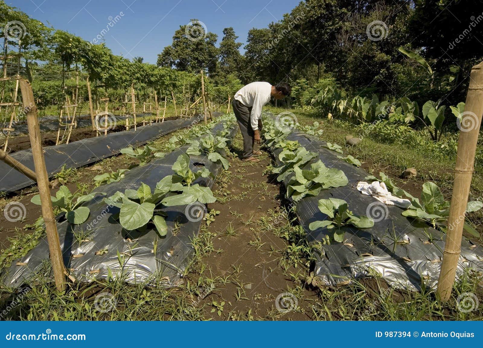 Vegetable Farmer stock photo. Image of blue, healthy, grass - 987394