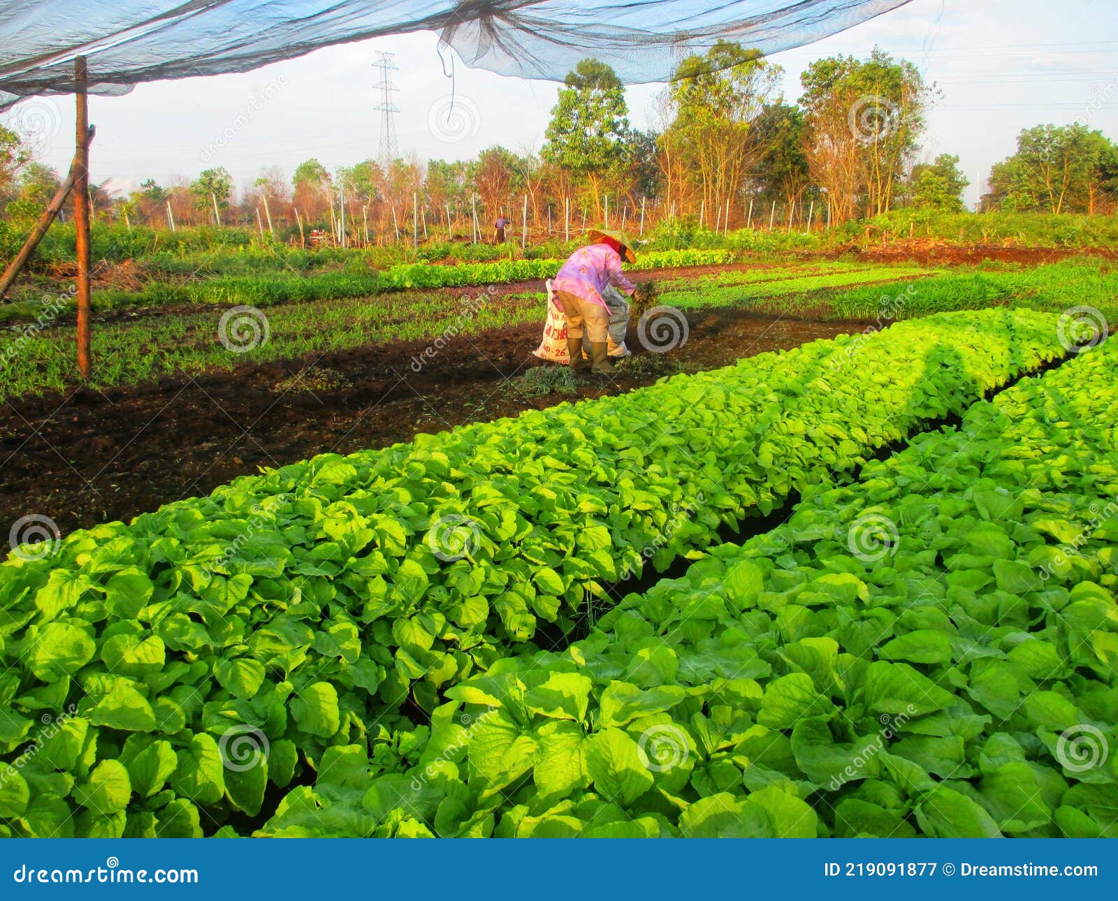 Vegetable Farmer in West Kalimantan, Indonesia Editorial Photography ...