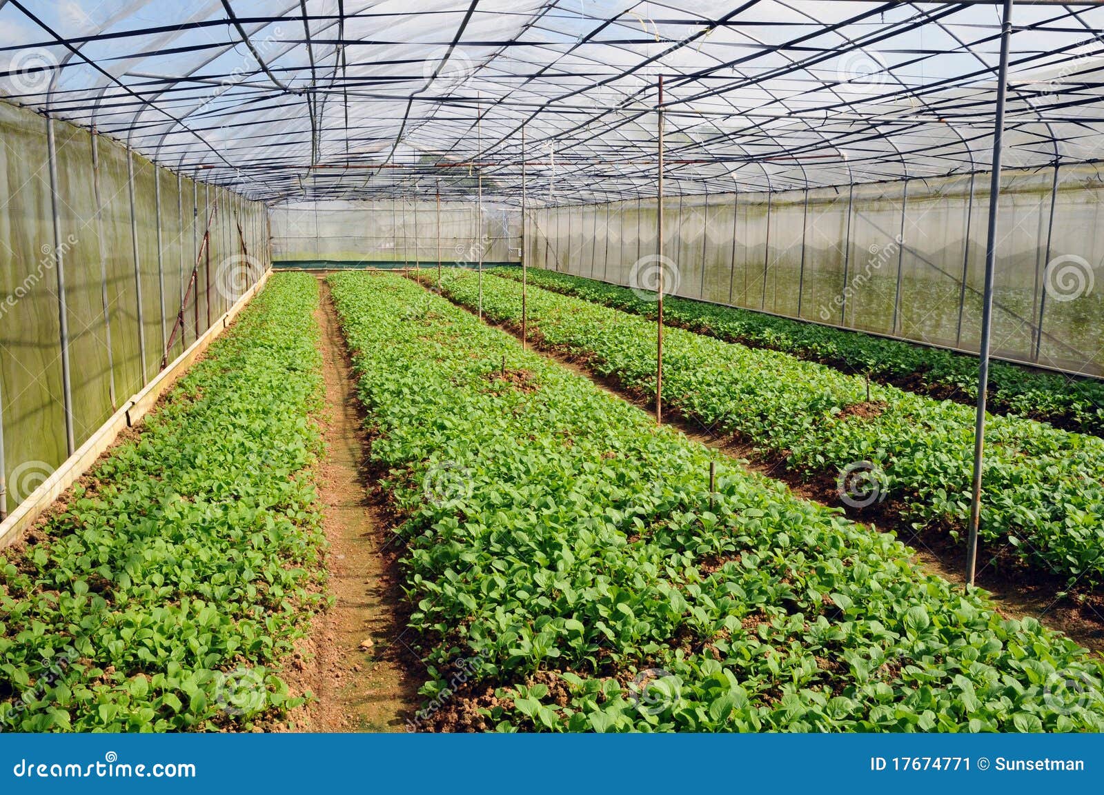 Vegetable Farming stock image. Image of roots, outdoor - 17674771