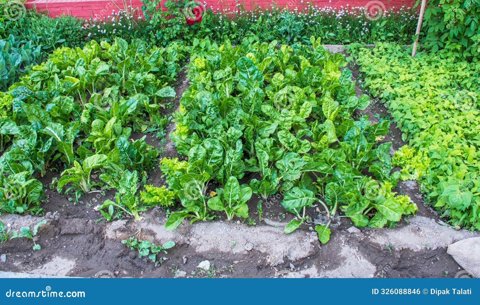 Vegetable Farming in Backyard of the House Stock Photo - Image of food ...