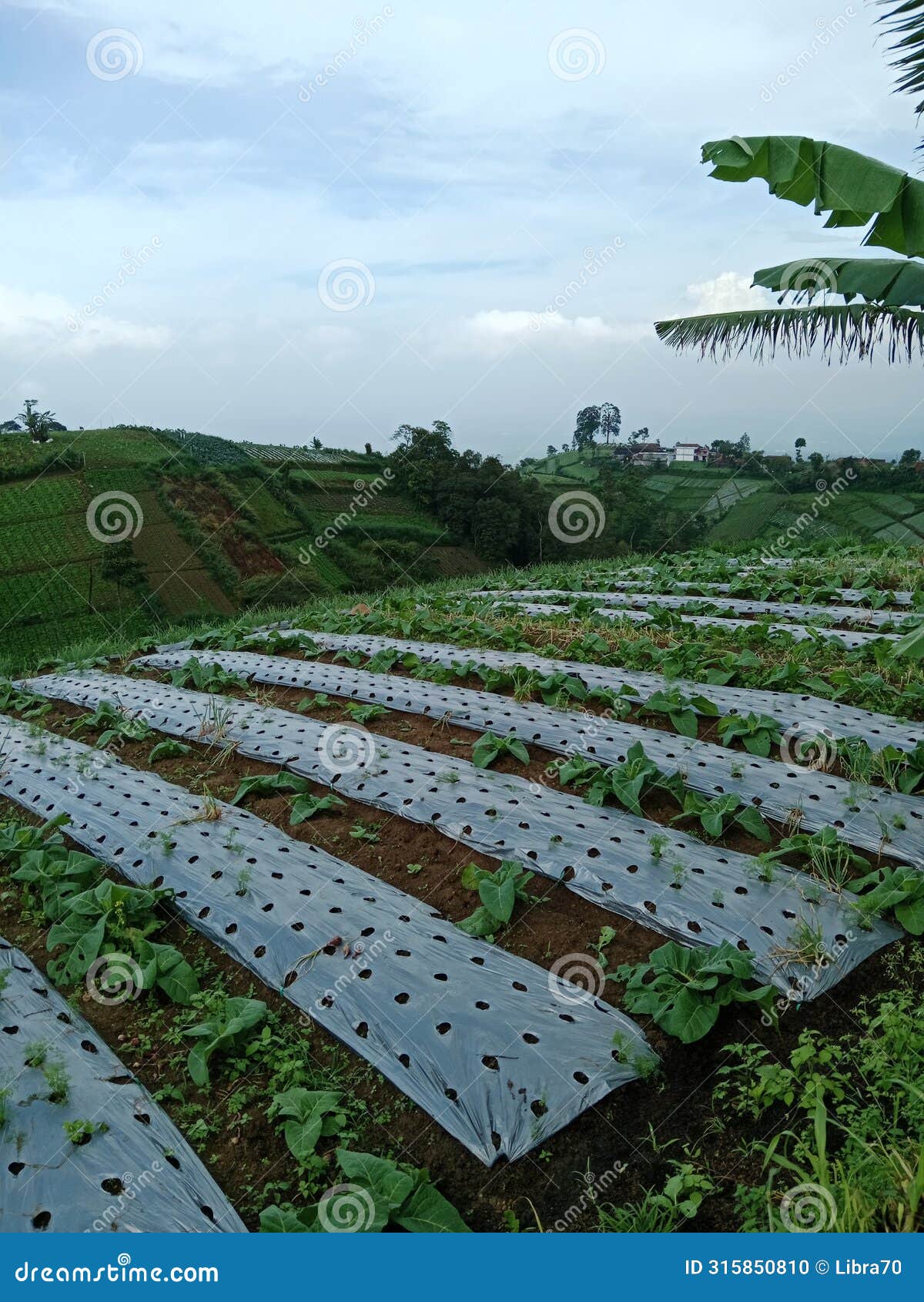 Vegetable Farming in the Slope of Merapi Volcano Stock Photo - Image of ...