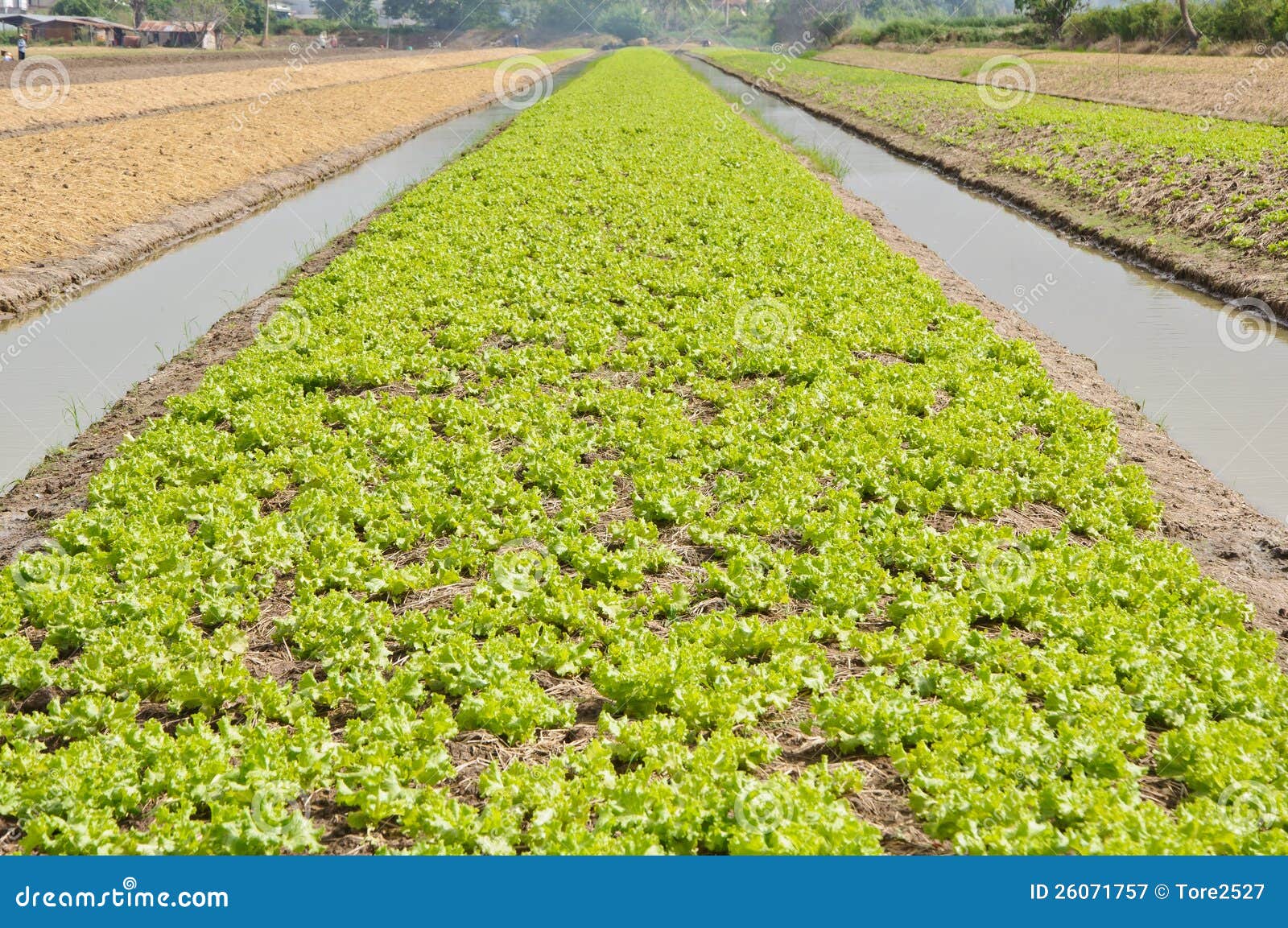 Vegetable Farming with Water Irrigation Stock Image - Image of nature ...