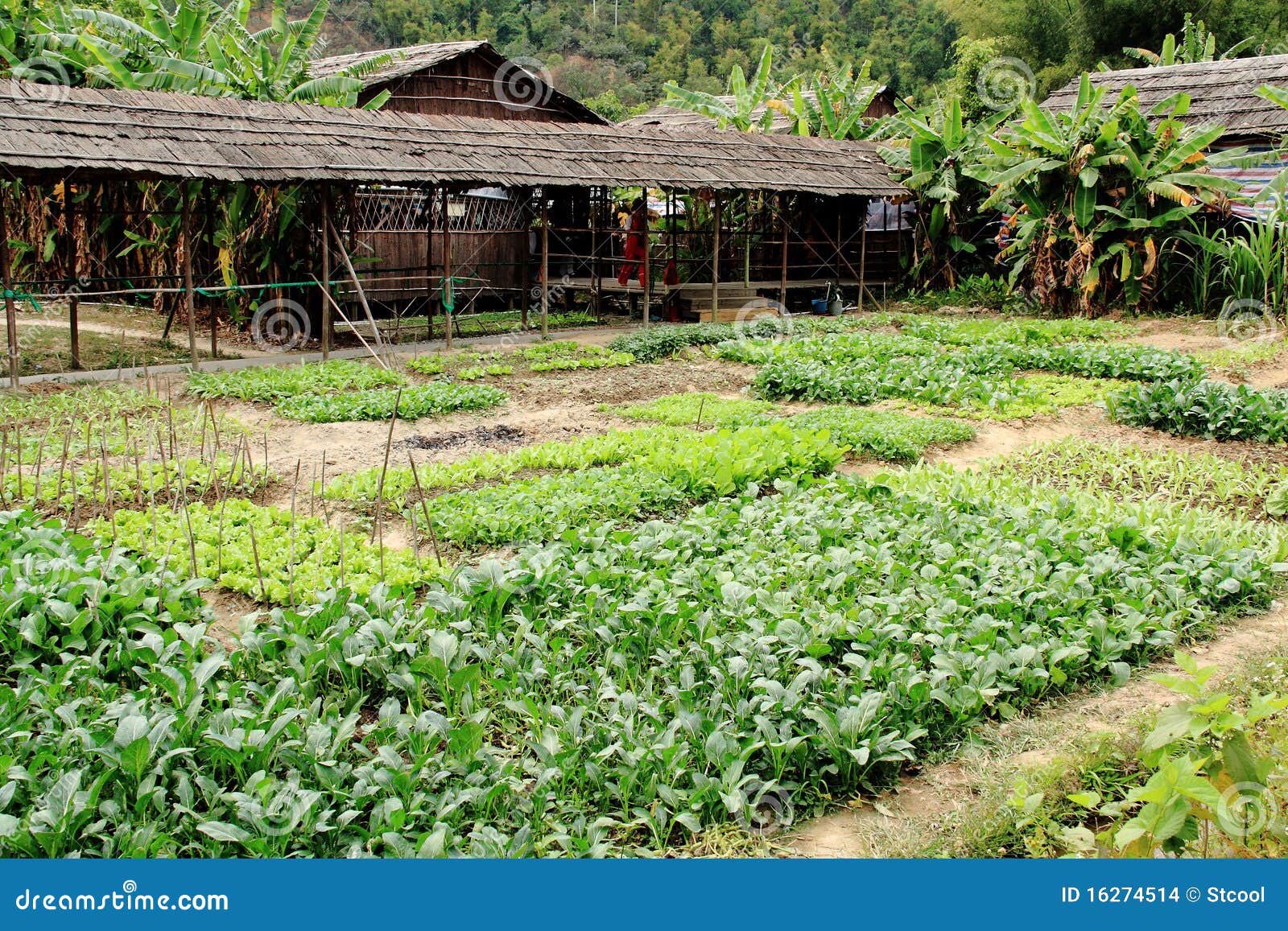 Vegetable Farmland stock photo. Image of food, organic - 16274514
