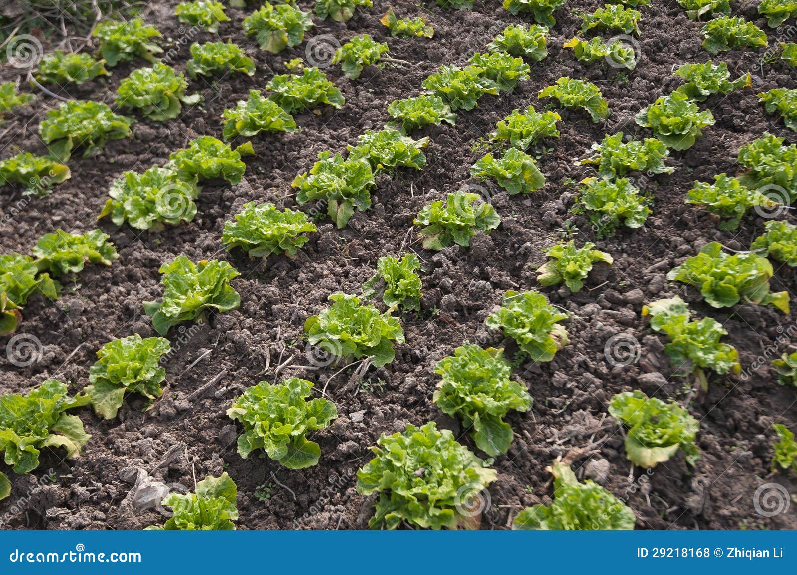 Vegetable in farmland stock photo. Image of land, lettuce - 29218168