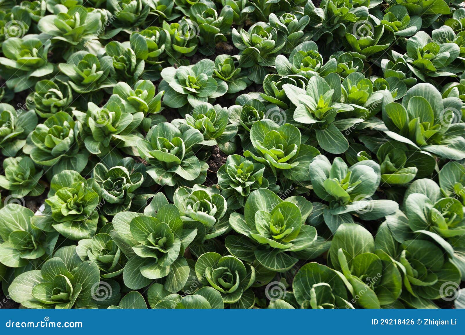 Vegetable in farmland stock photo. Image of land, fresh - 29218426