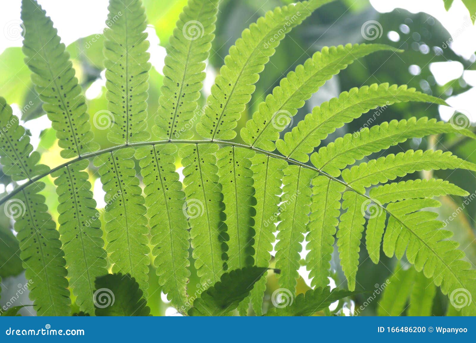 Vegetable Fern Diplazium Sp. with Spore at Backside of Leaf Stock Photo ...