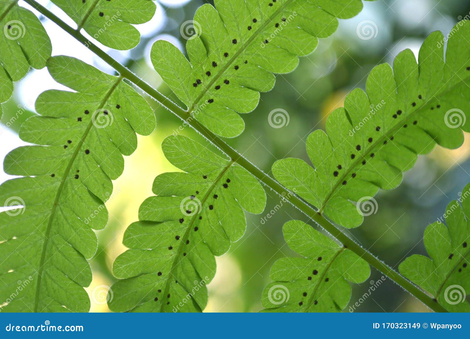 Vegetable Fern Diplazium Sp. with Spore at Backside of Leaf Stock Image ...