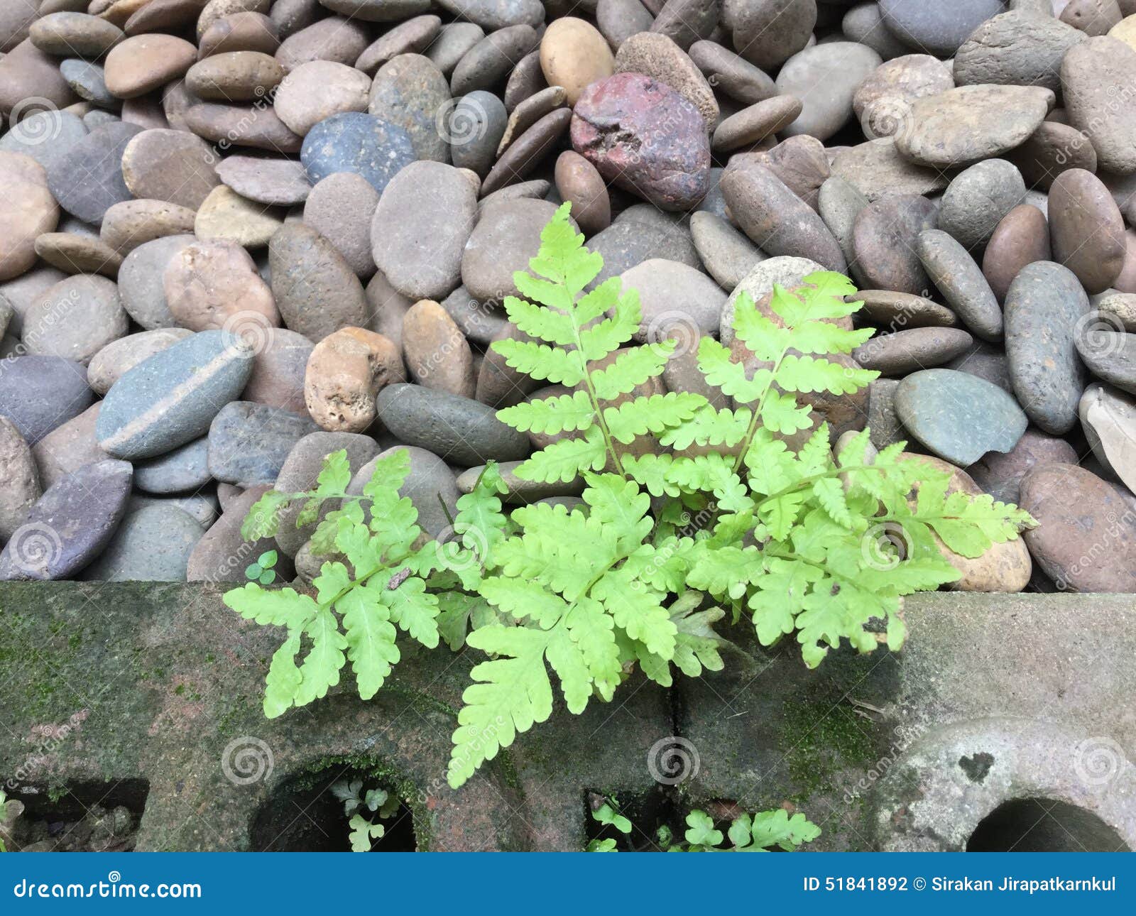 Vegetable fern on stones stock photo. Image of rock, plant - 51841892