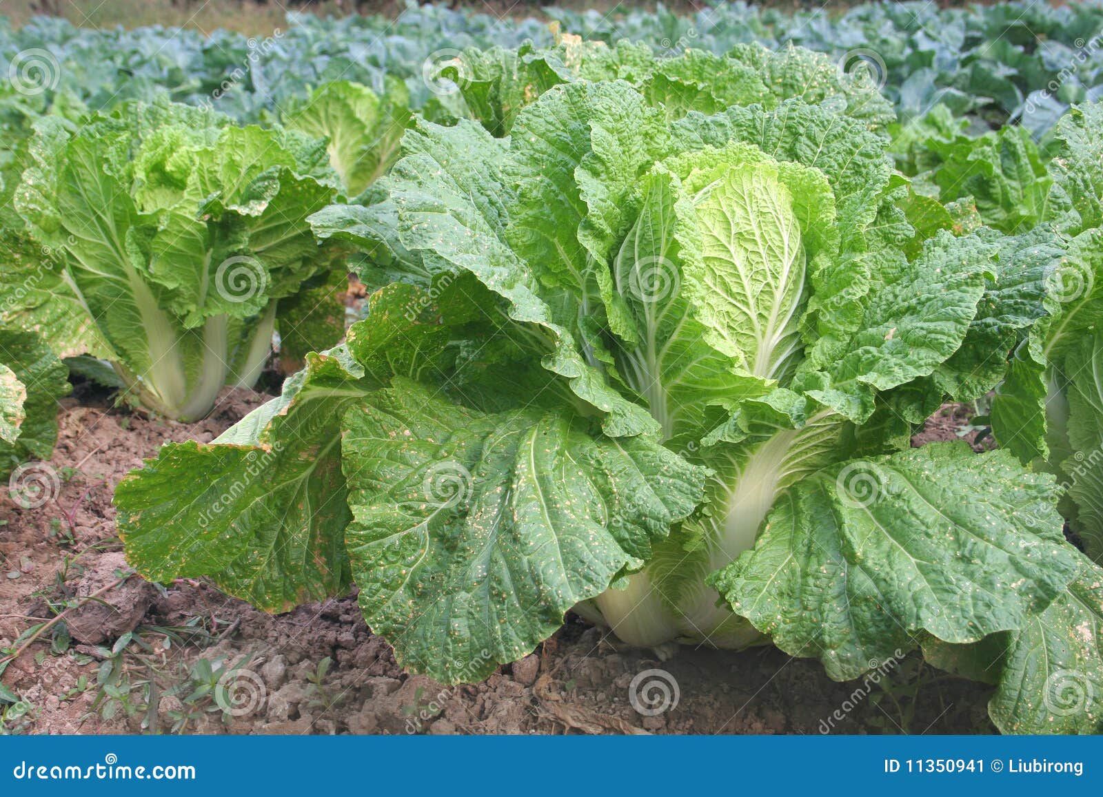 Vegetable field stock image. Image of grain, background - 11350941