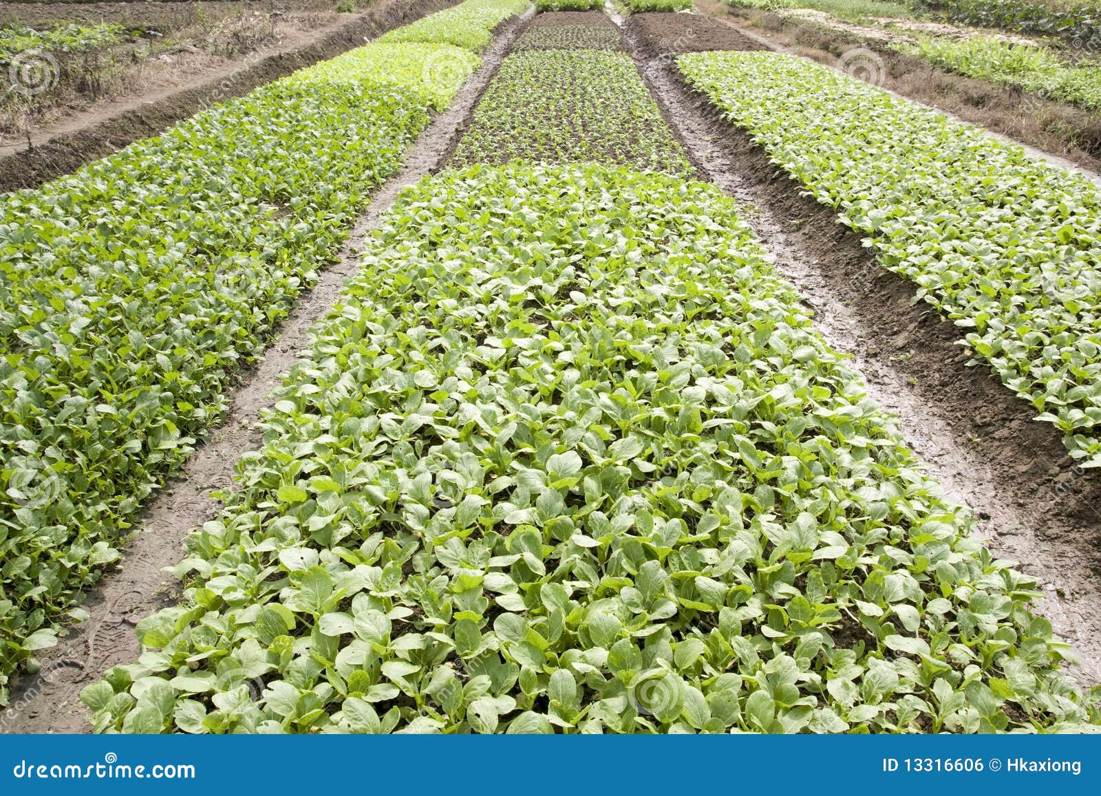 Vegetable field stock photo. Image of vegetable, food - 13316606