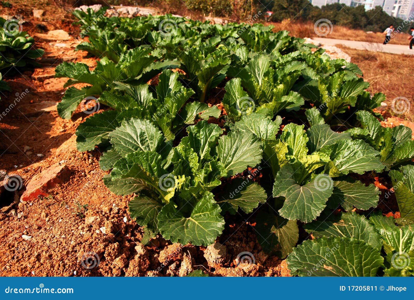 Vegetable field stock image. Image of countryside, green - 17205811