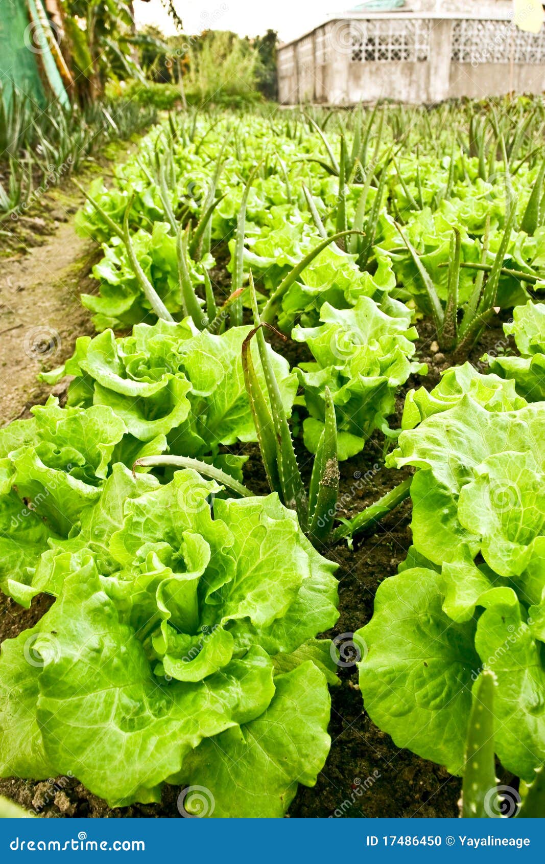 Vegetable Field stock photo. Image of garden, organic - 17486450