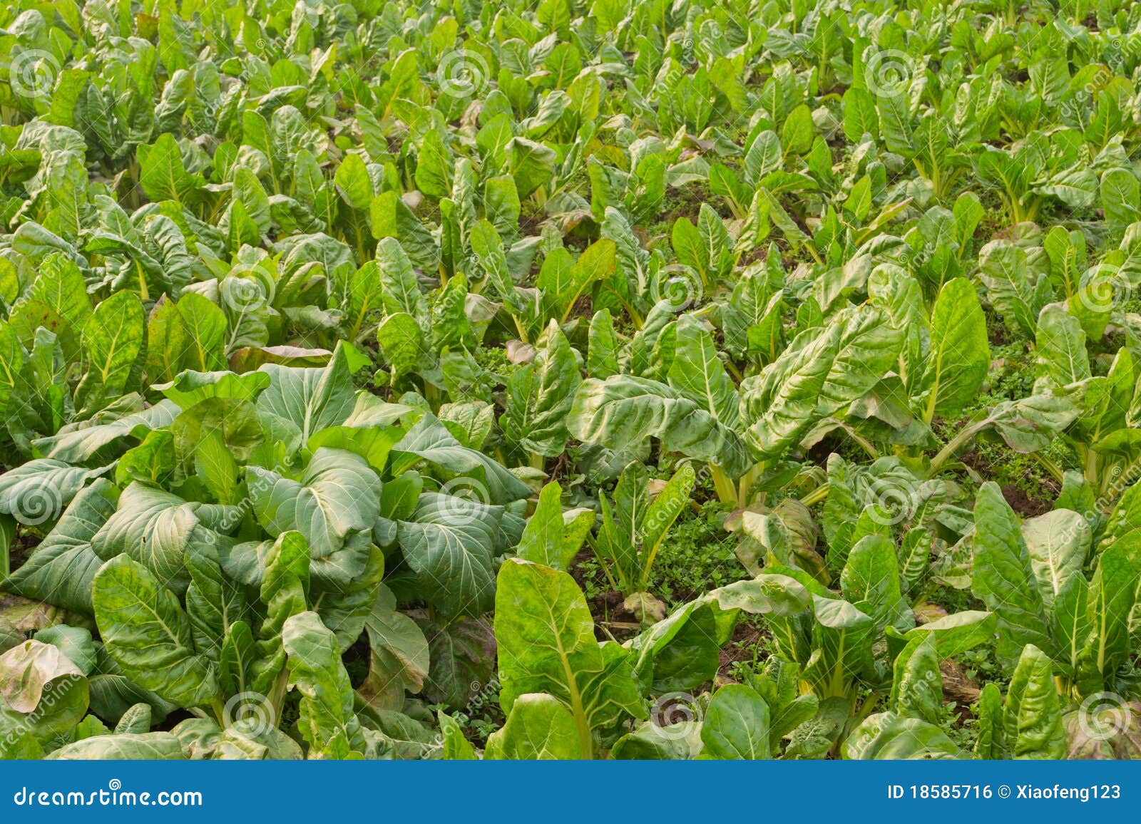 Vegetable field stock photo. Image of land, outdoor, nature - 18585716