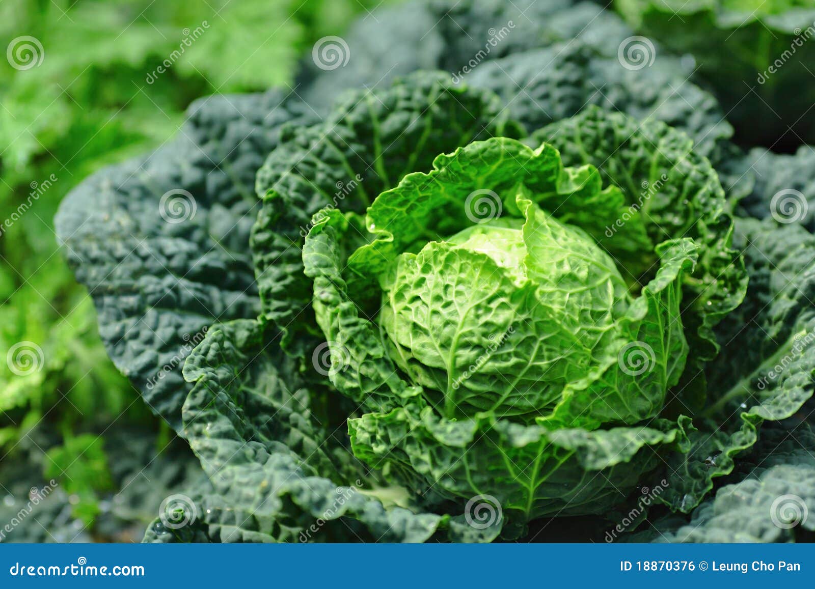 Vegetable in field stock photo. Image of green, farming - 18870376