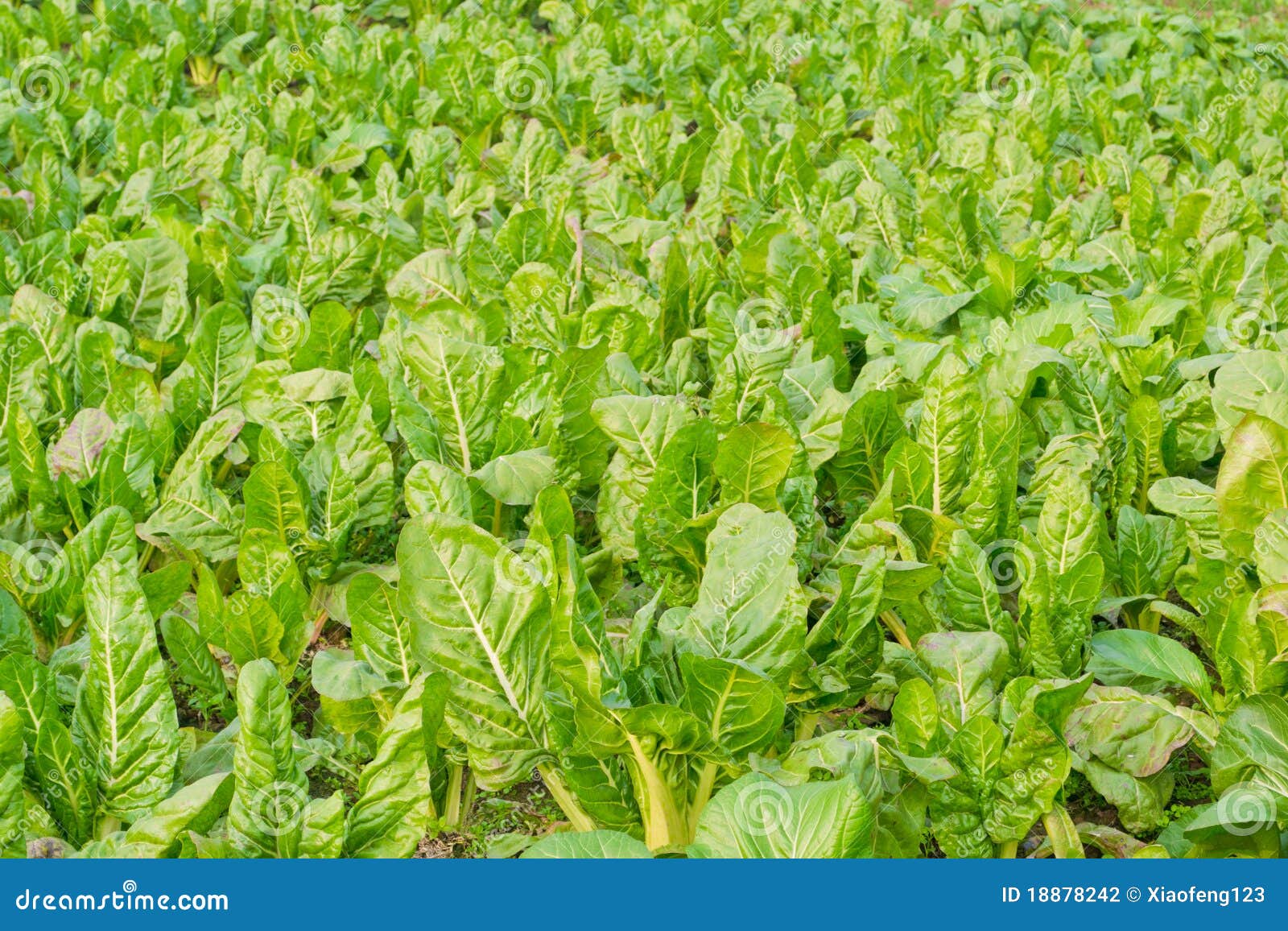 Vegetable field stock photo. Image of farming, vegetable - 18878242