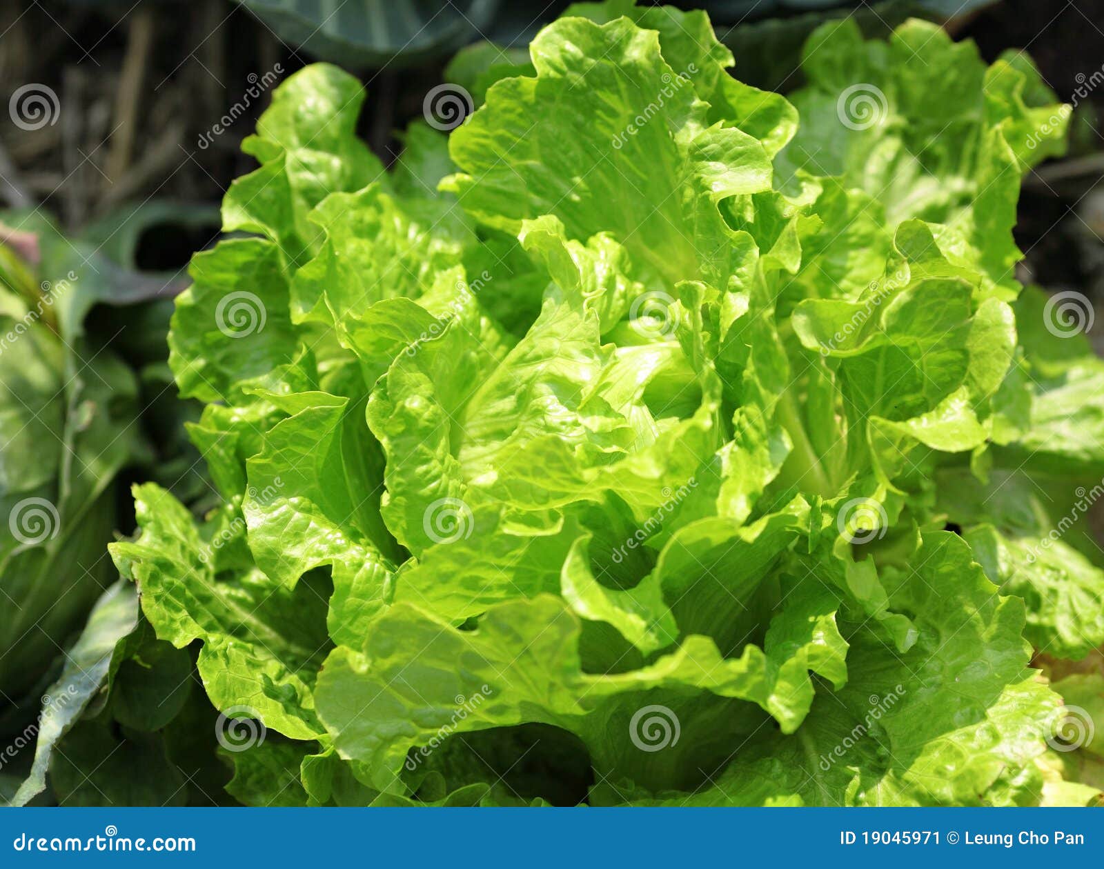 Vegetable in field stock image. Image of harvest, cuisine - 19045971