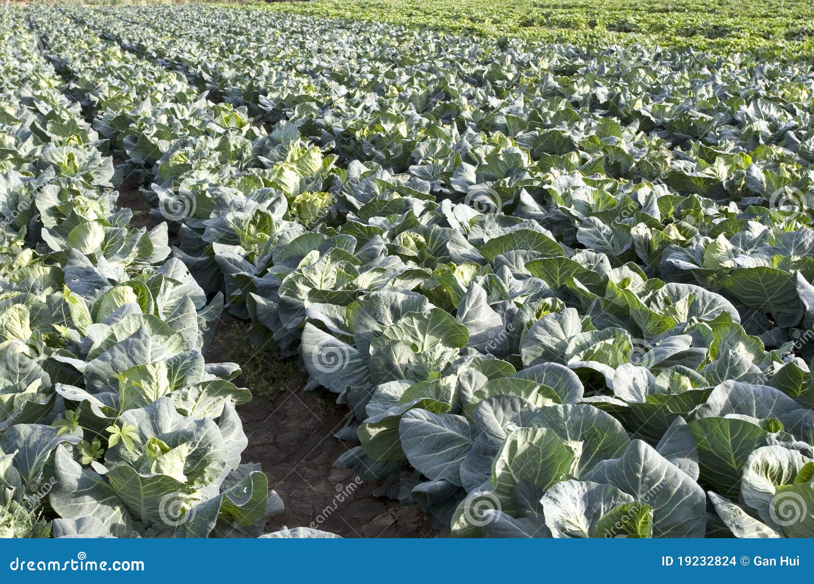 Vegetable Field stock photo. Image of freshly, garden - 19232824