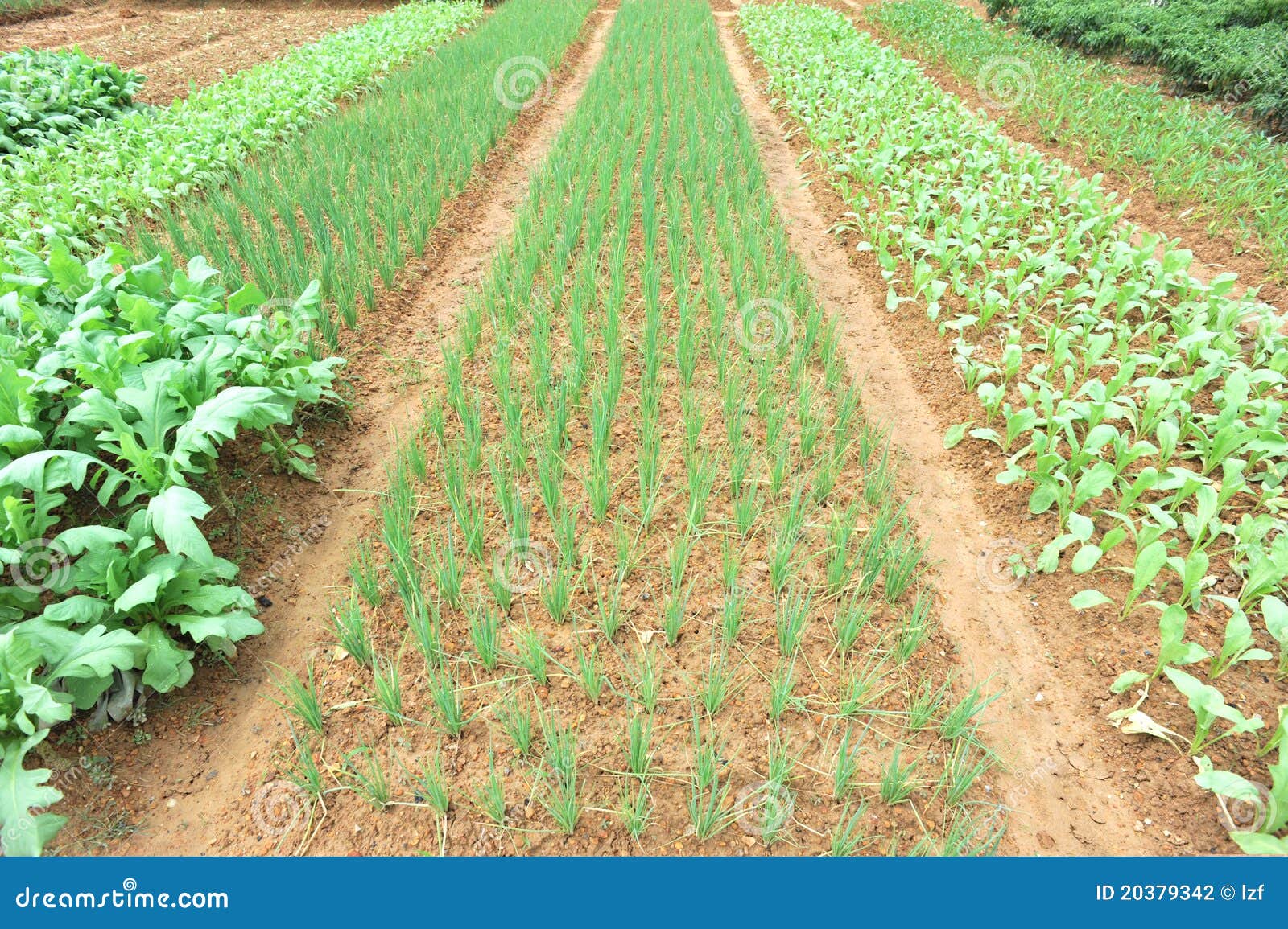 Vegetable field stock photo. Image of farm, line, grow - 20379342