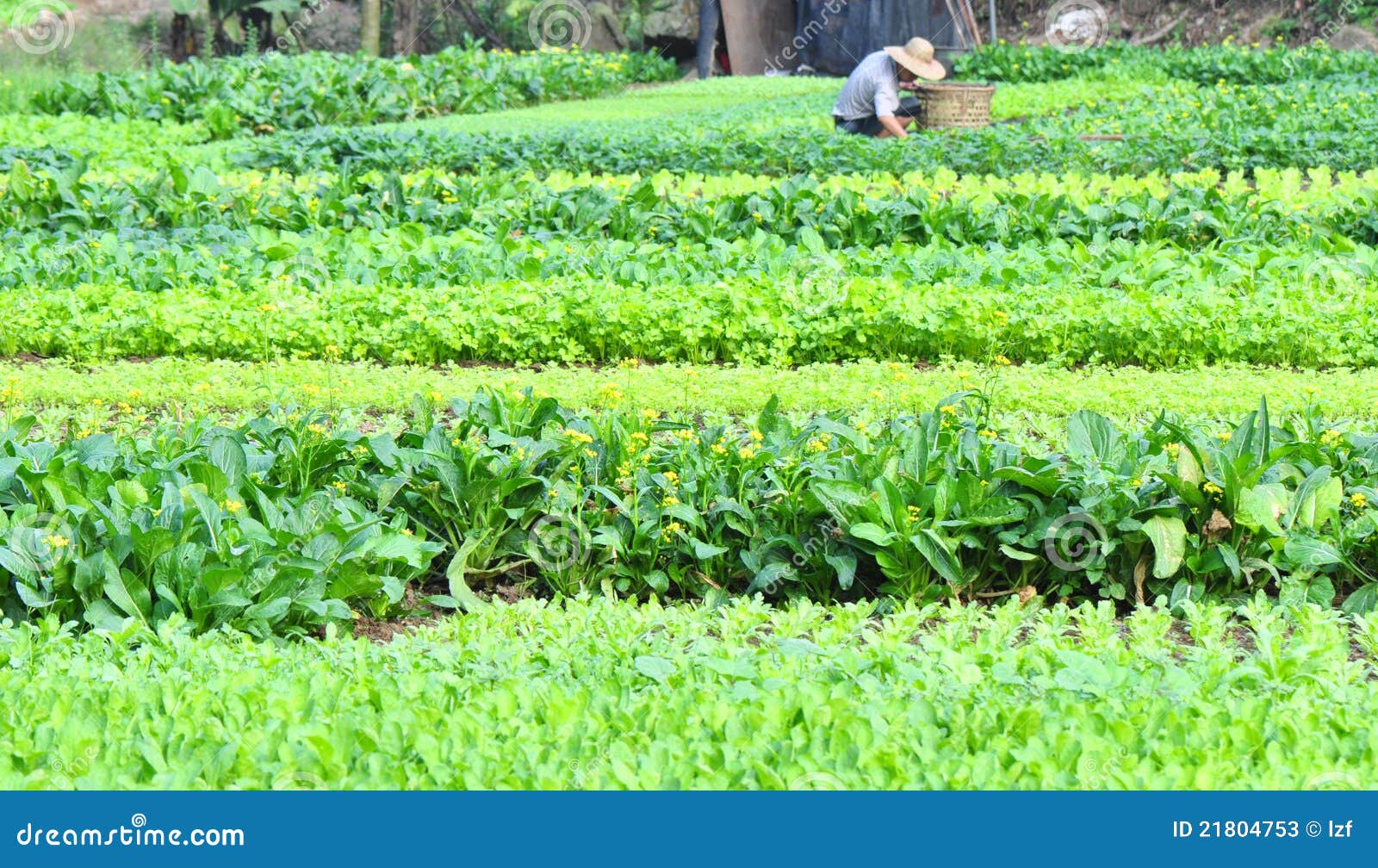 Vegetable Field Editorial Stock Photo - Image: 21804753