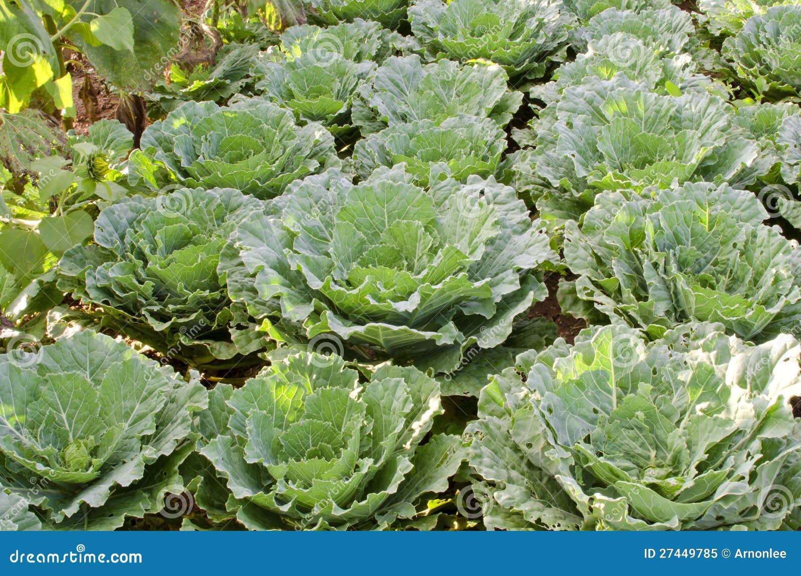 Vegetable in field stock image. Image of agriculture - 27449785