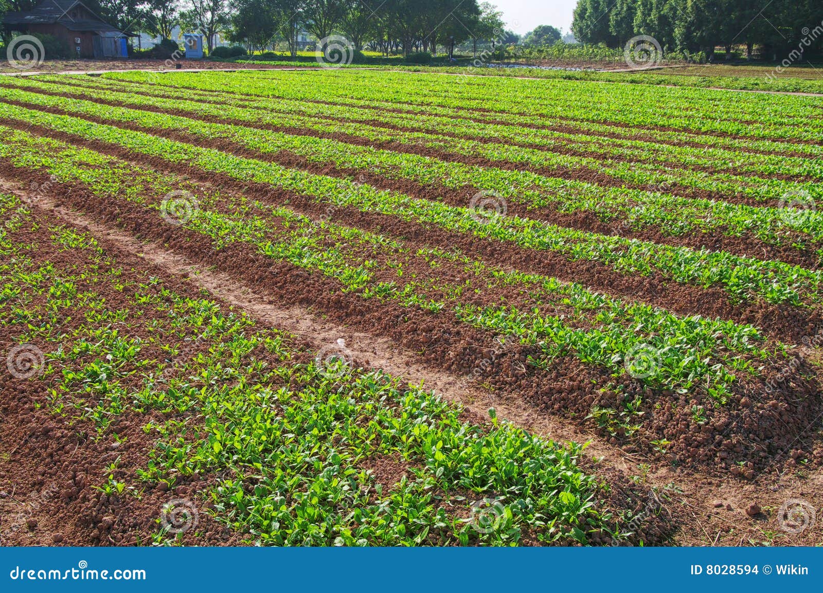 Vegetable field stock photo. Image of diet, freshness - 8028594