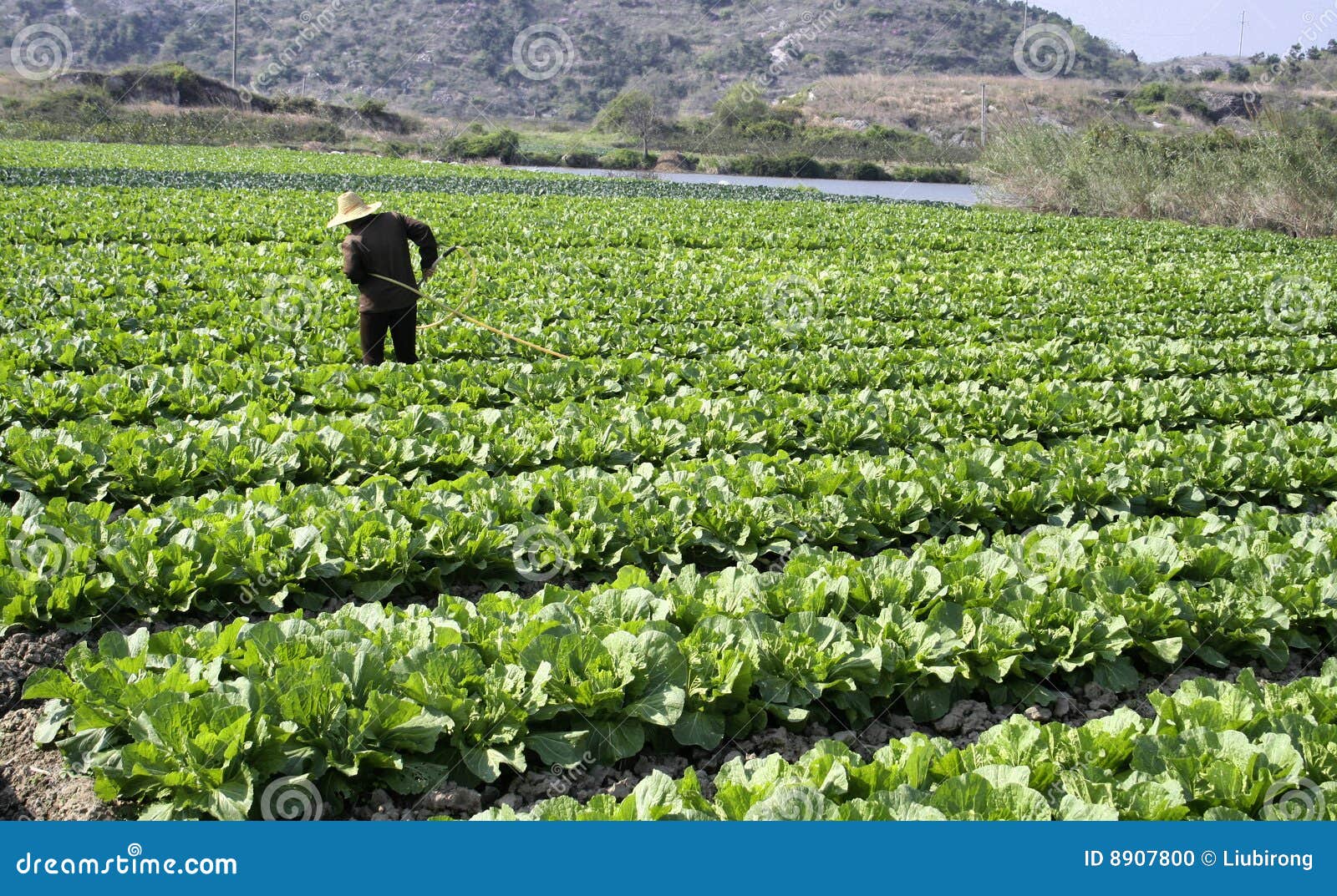 Vegetable field stock photo. Image of agricultural, vegetable - 8907800