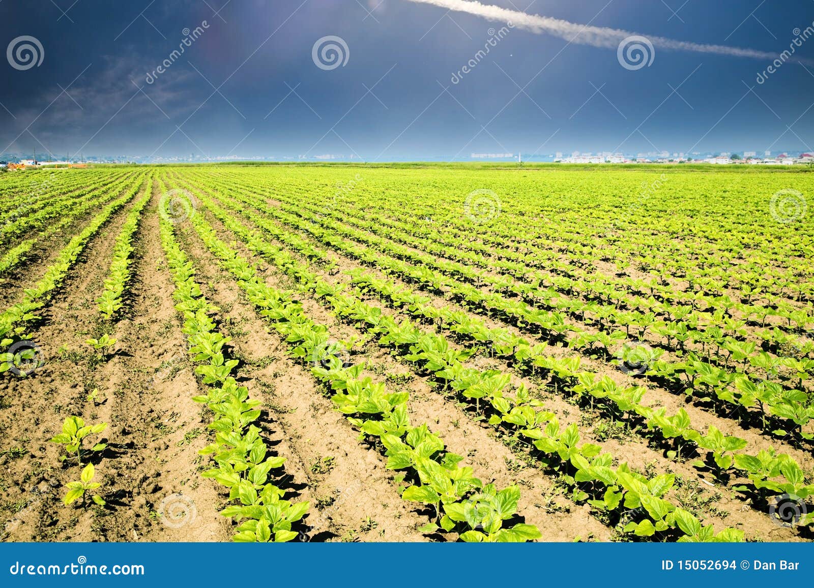 Vegetable Field And Beautiful Sky Stock Photo - Image: 15052694
