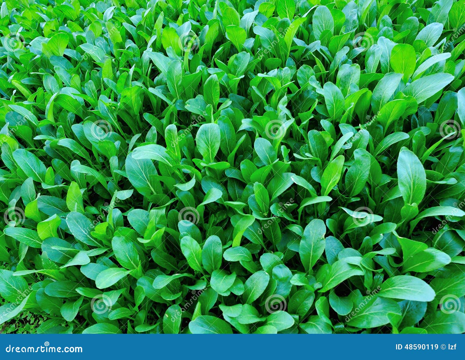 Vegetable field stock image. Image of plants, plant, lush - 48590119