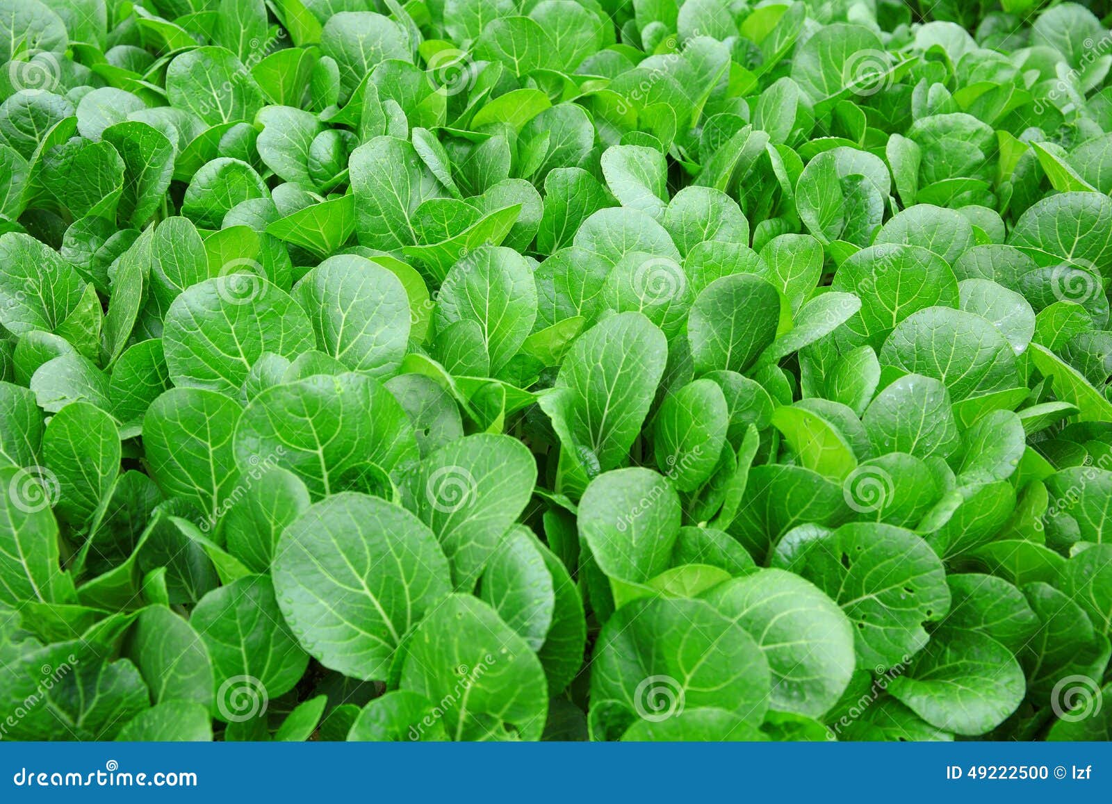 Vegetable field stock photo. Image of little, field, crop - 49222500