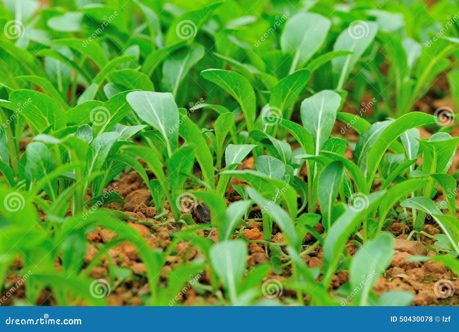 Vegetable field stock photo. Image of plant, flowering - 50430078