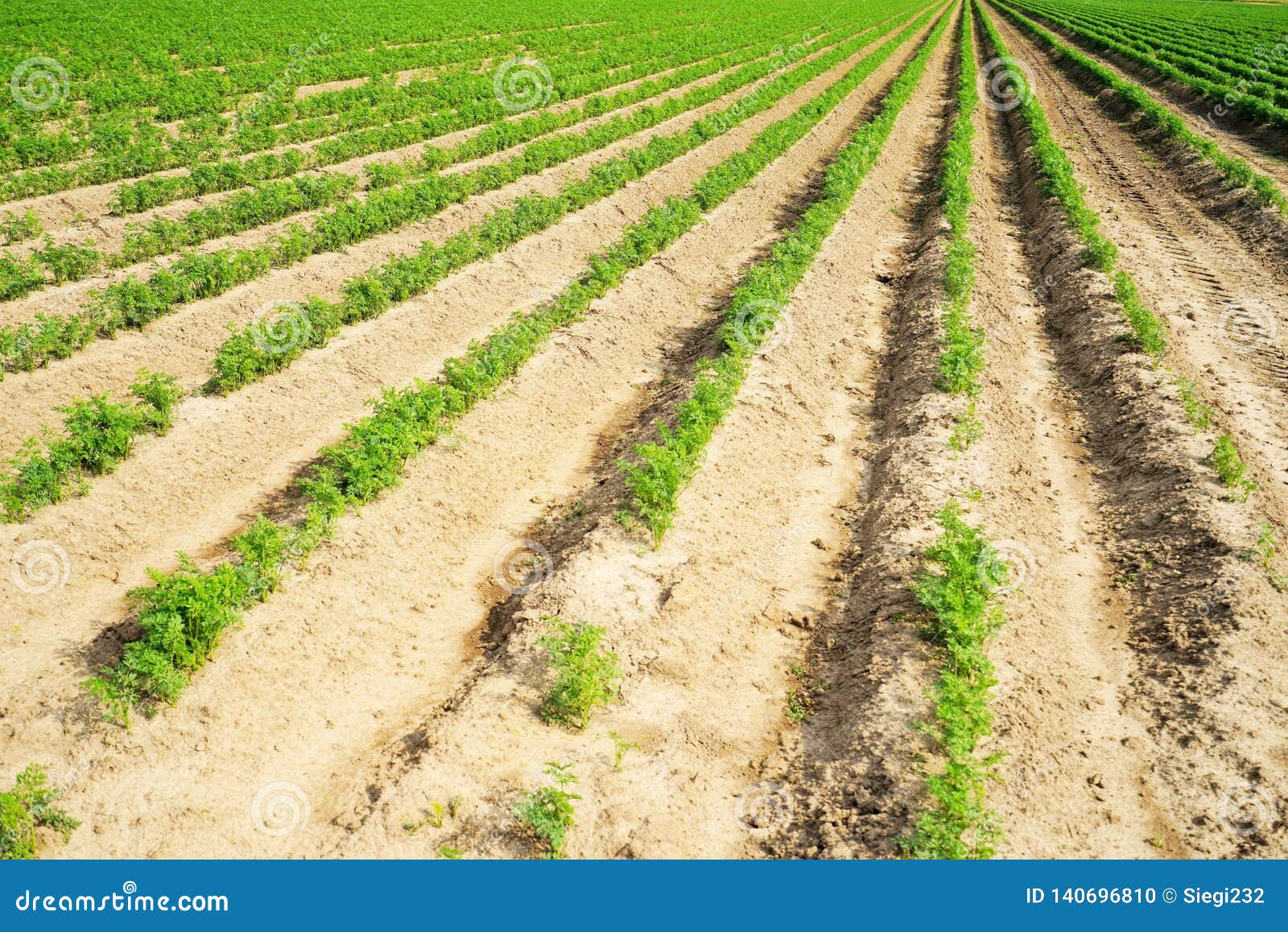 Vegetable Field with Carrots Stock Photo - Image of fruit, leaf: 140696810