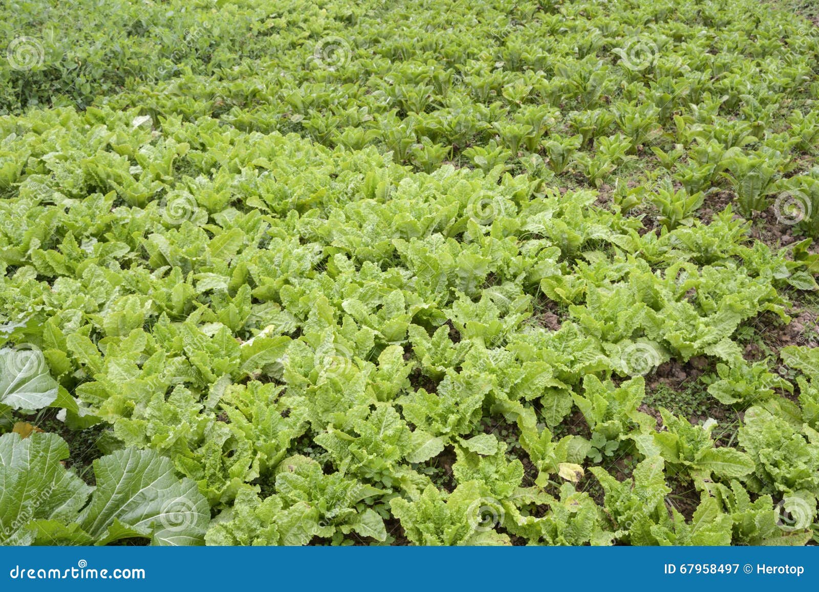 Vegetable field stock image. Image of moth, field, vegetable - 67958497