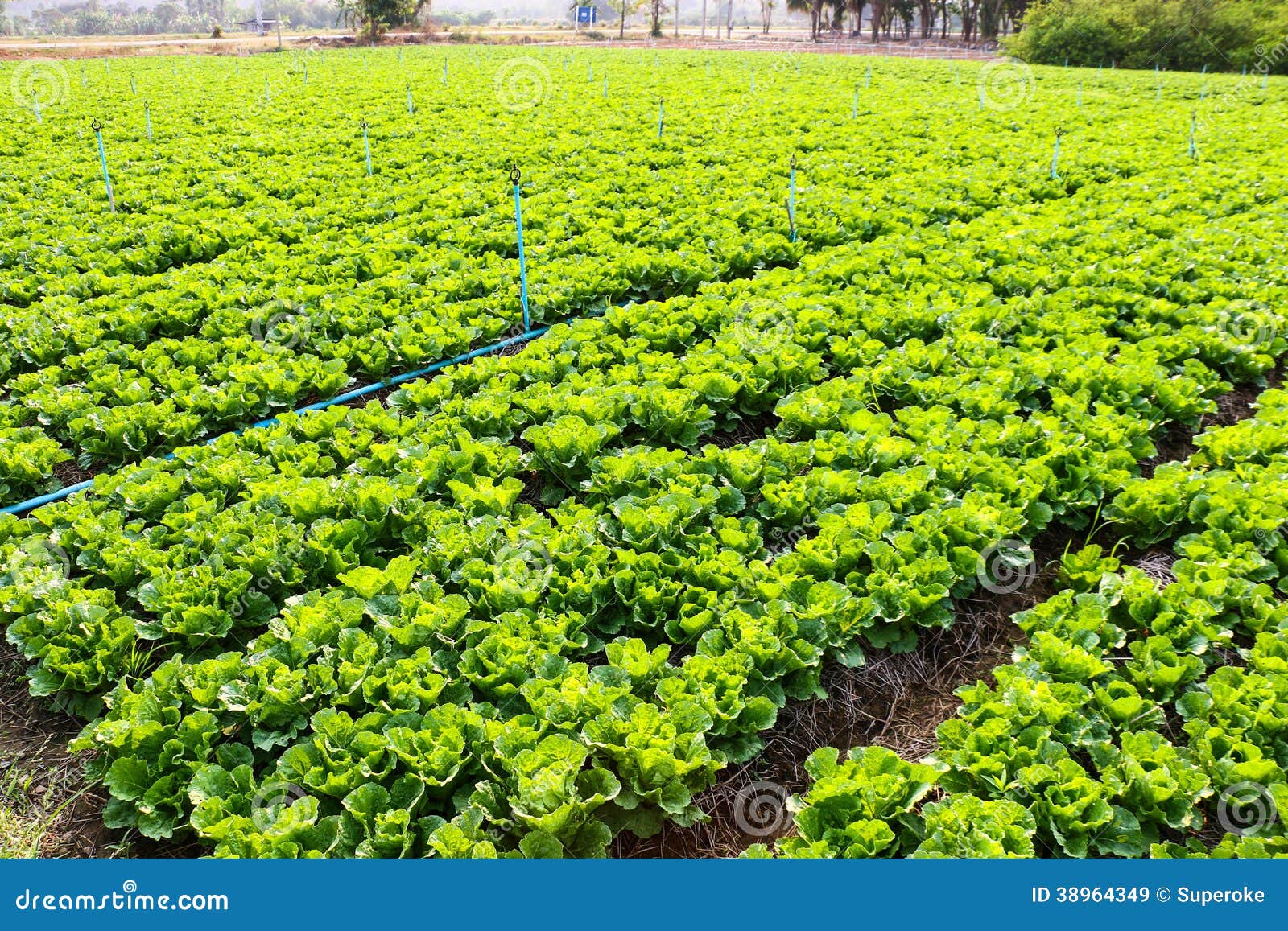 Vegetable field stock image. Image of holding, gardens - 38964349