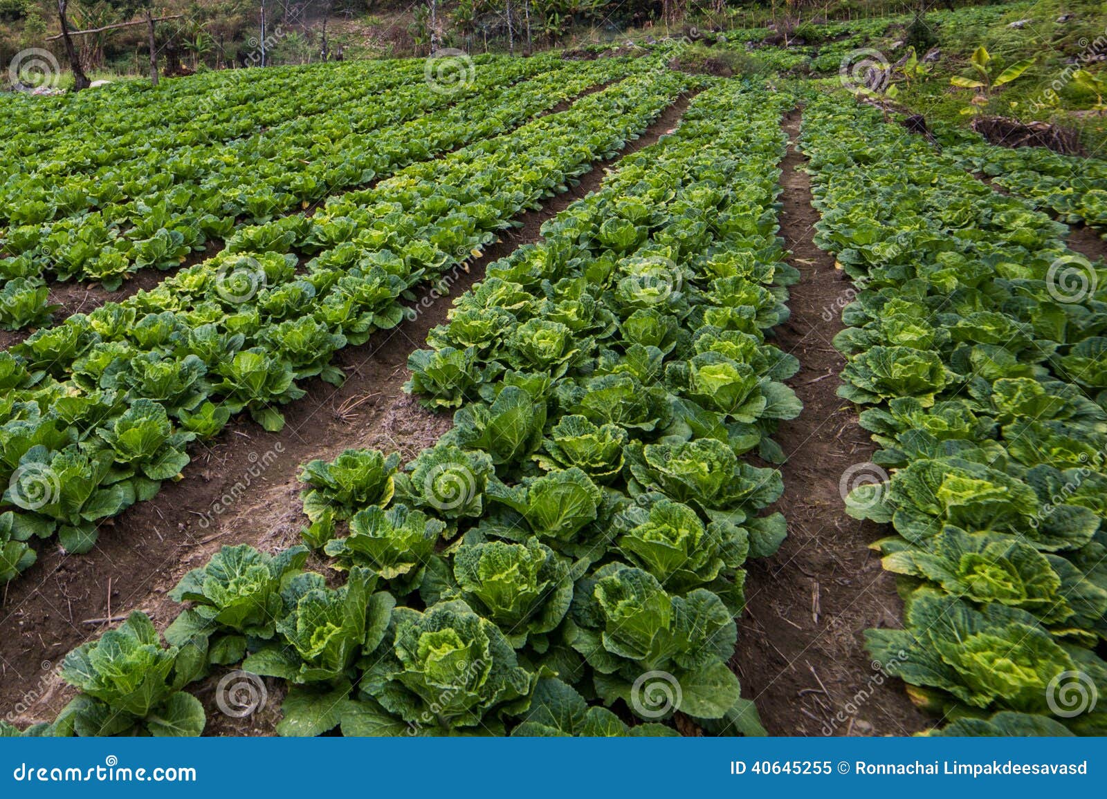 Vegetable field Landscape stock image. Image of sunlight - 40645255