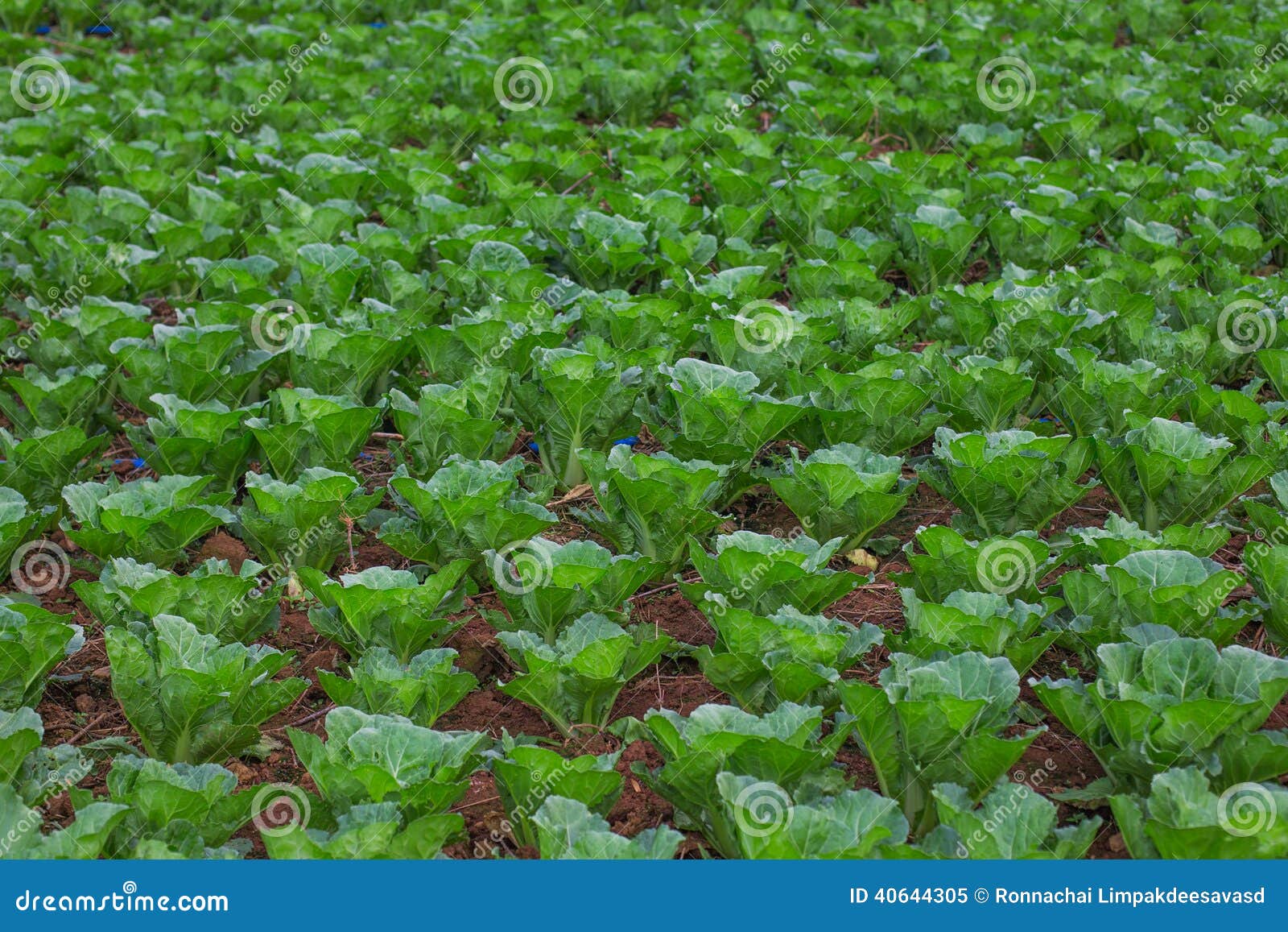 Vegetable field Landscape stock image. Image of gardening - 40644305