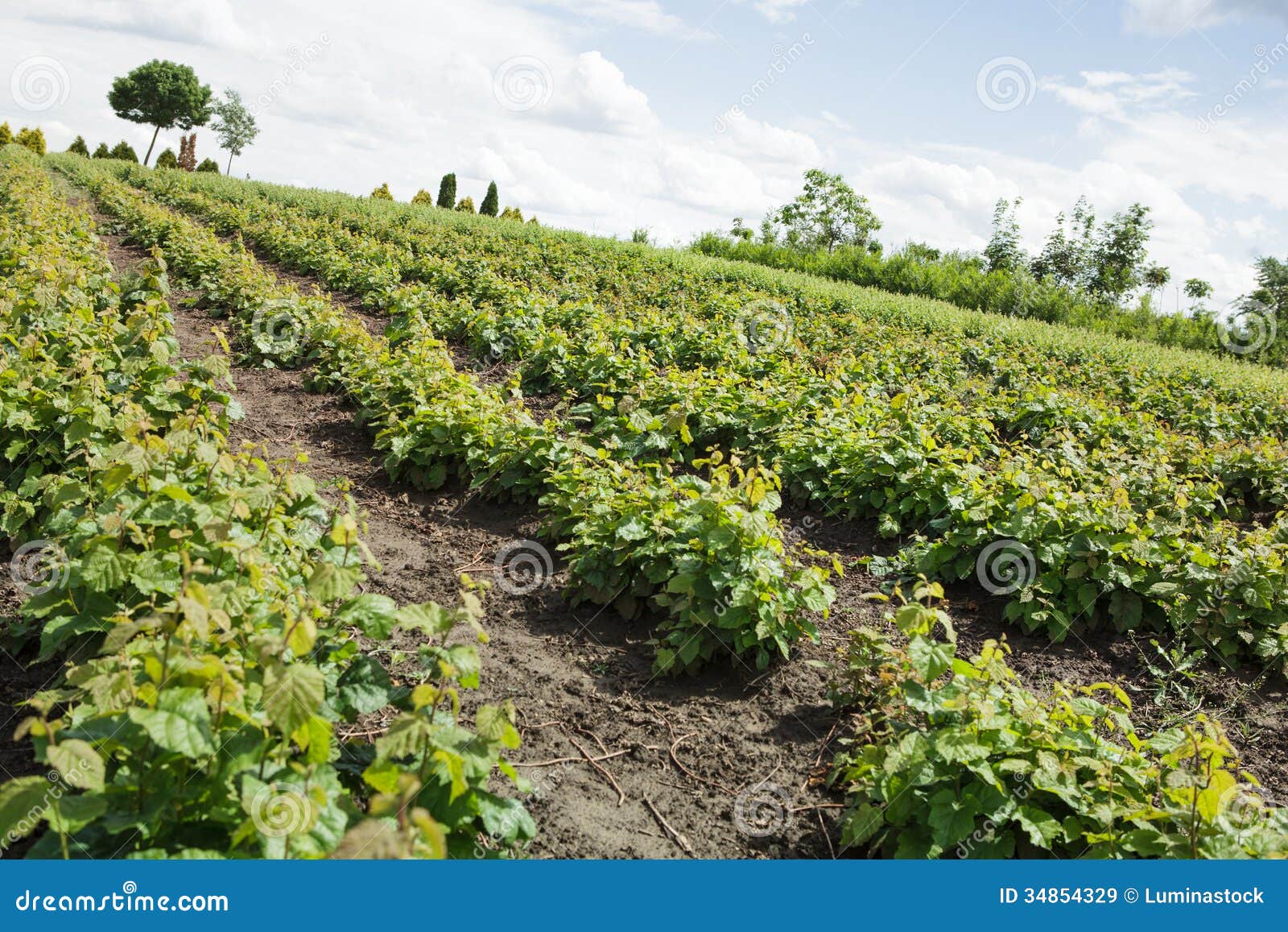 Vegetable Field stock image. Image of vegetable, plant - 34854329