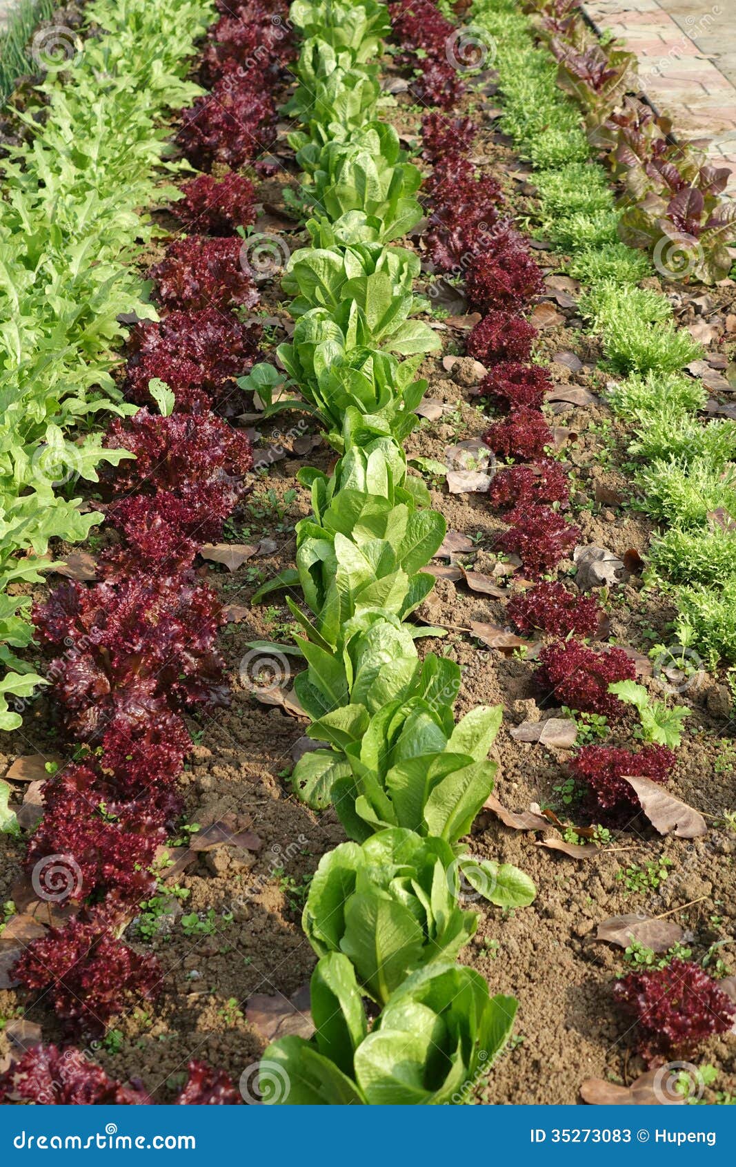 Vegetable field stock image. Image of growing, healthcare - 35273083