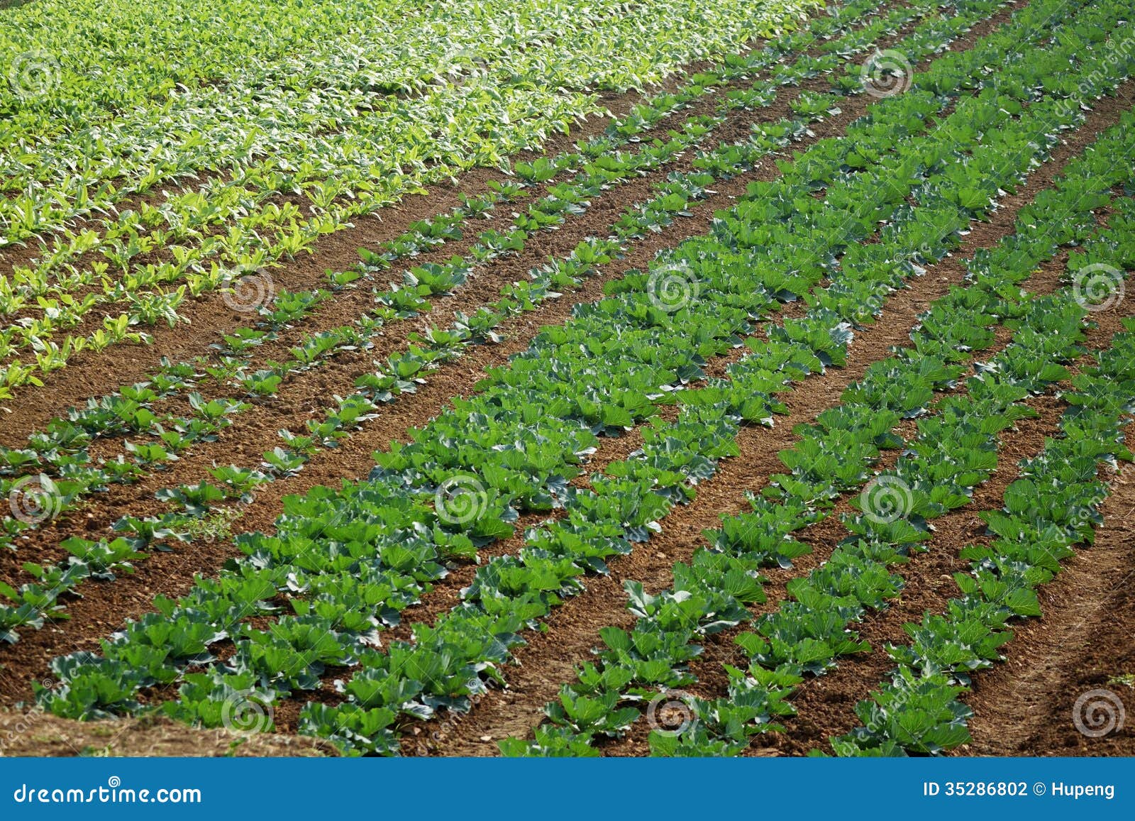Vegetable field stock photo. Image of farm, agriculture - 35286802