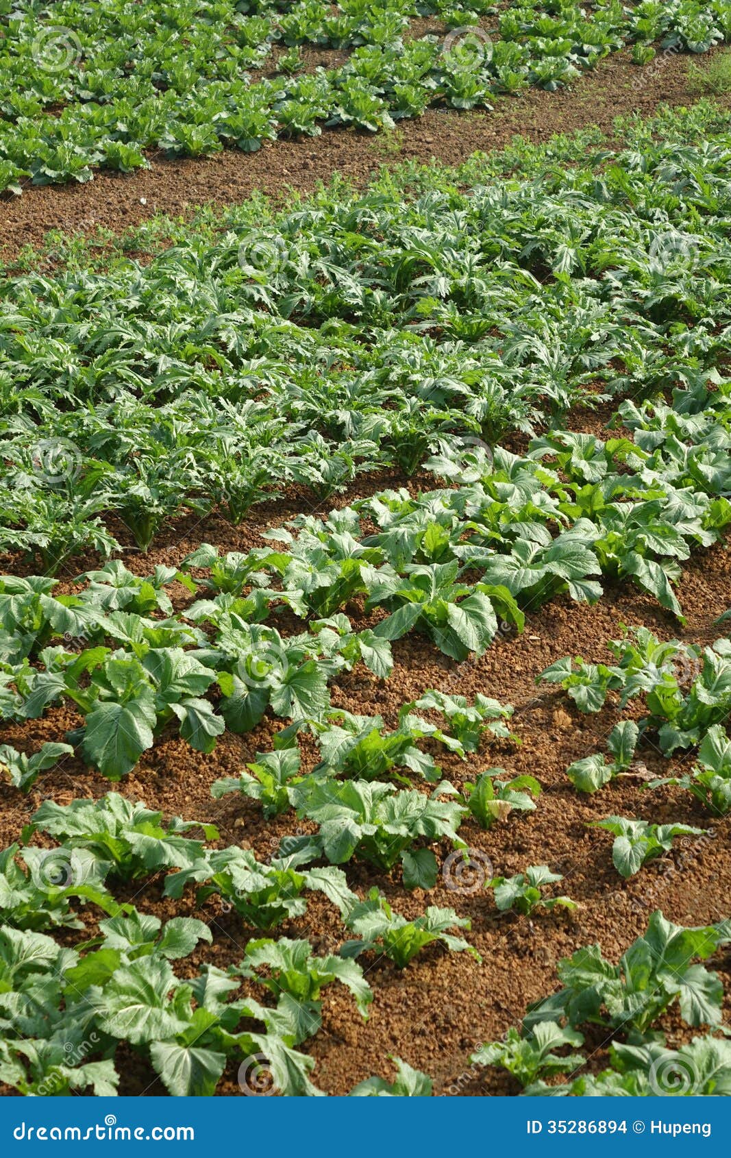 Vegetable field stock photo. Image of environment, country - 35286894