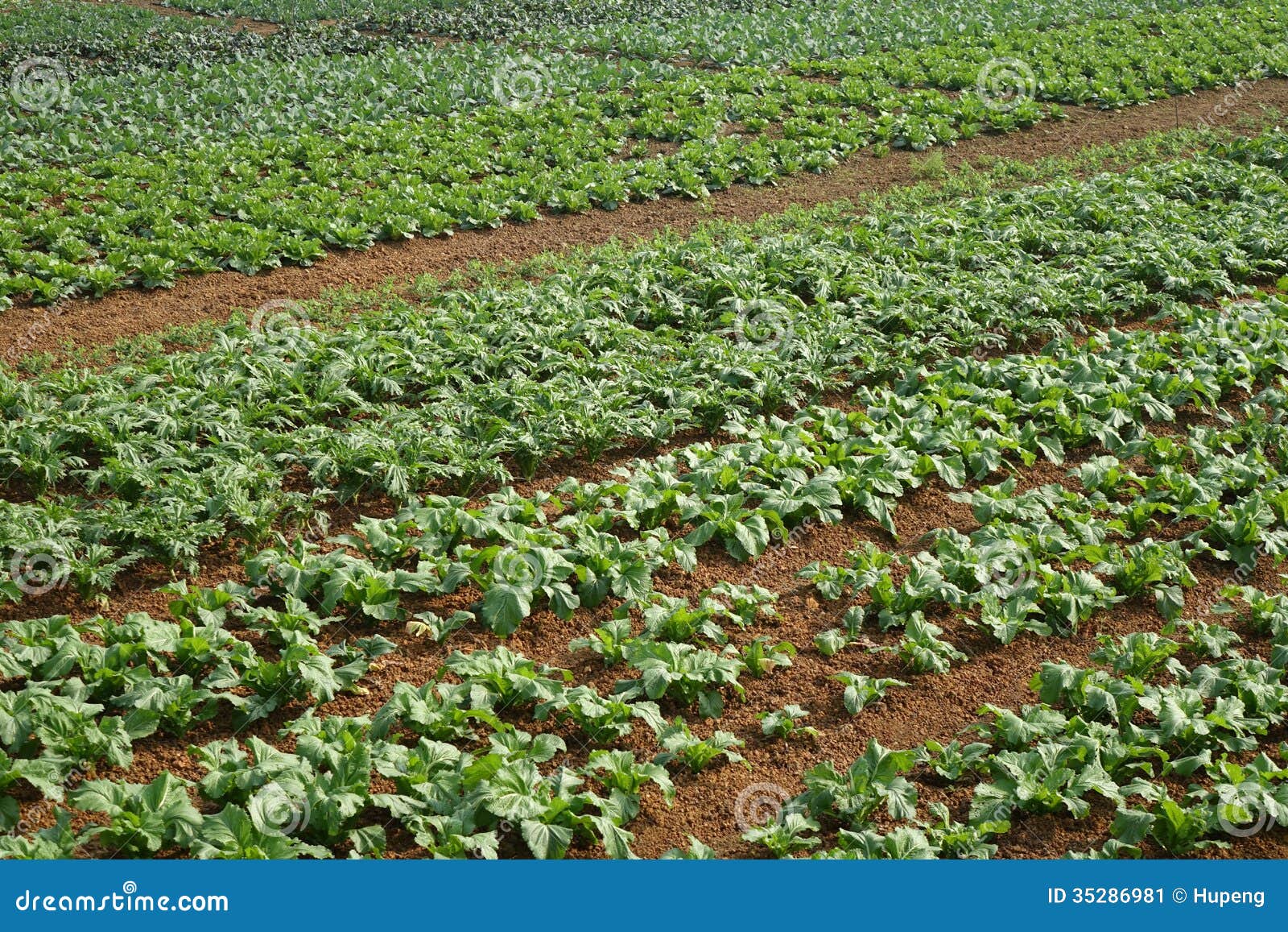 Vegetable field stock image. Image of agriculture, details - 35286981