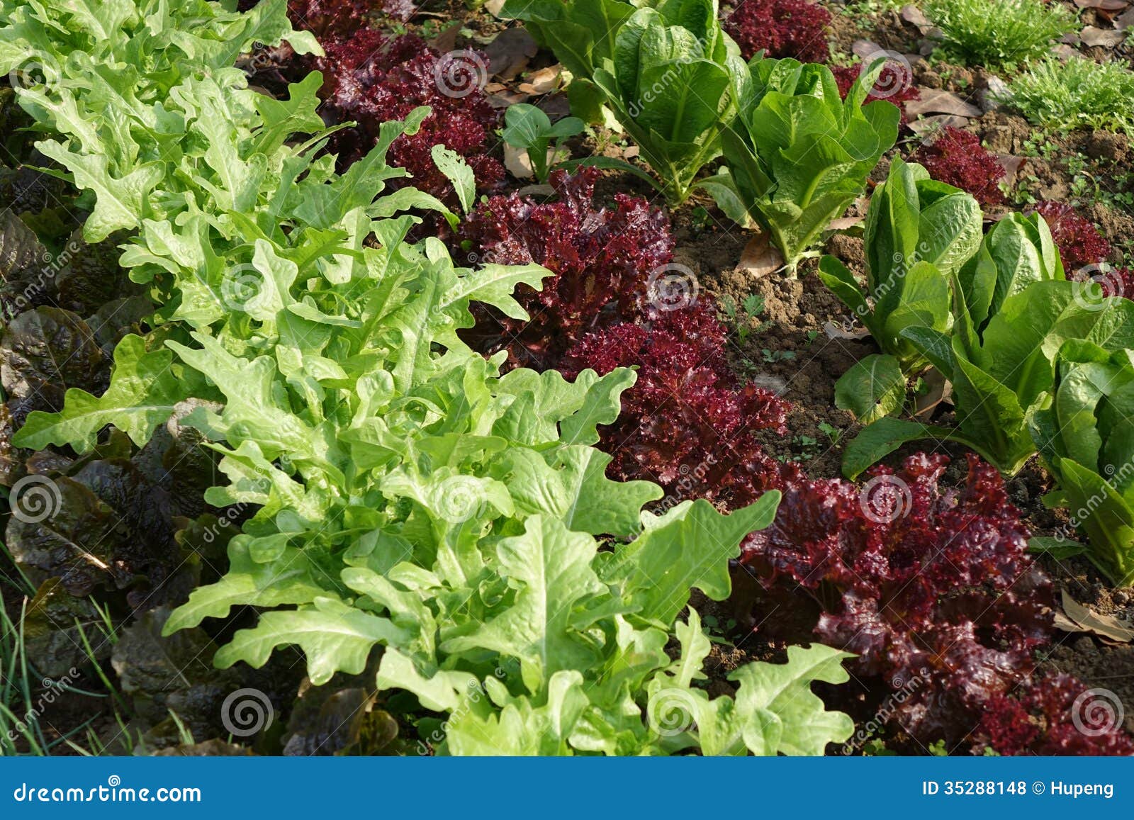 Vegetable field stock photo. Image of farming, healthy - 35288148