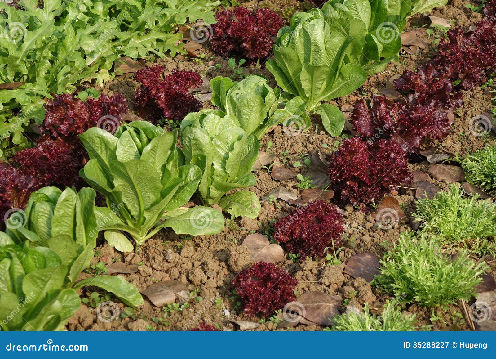 Vegetable field stock image. Image of field, crop, beautiful - 35288227
