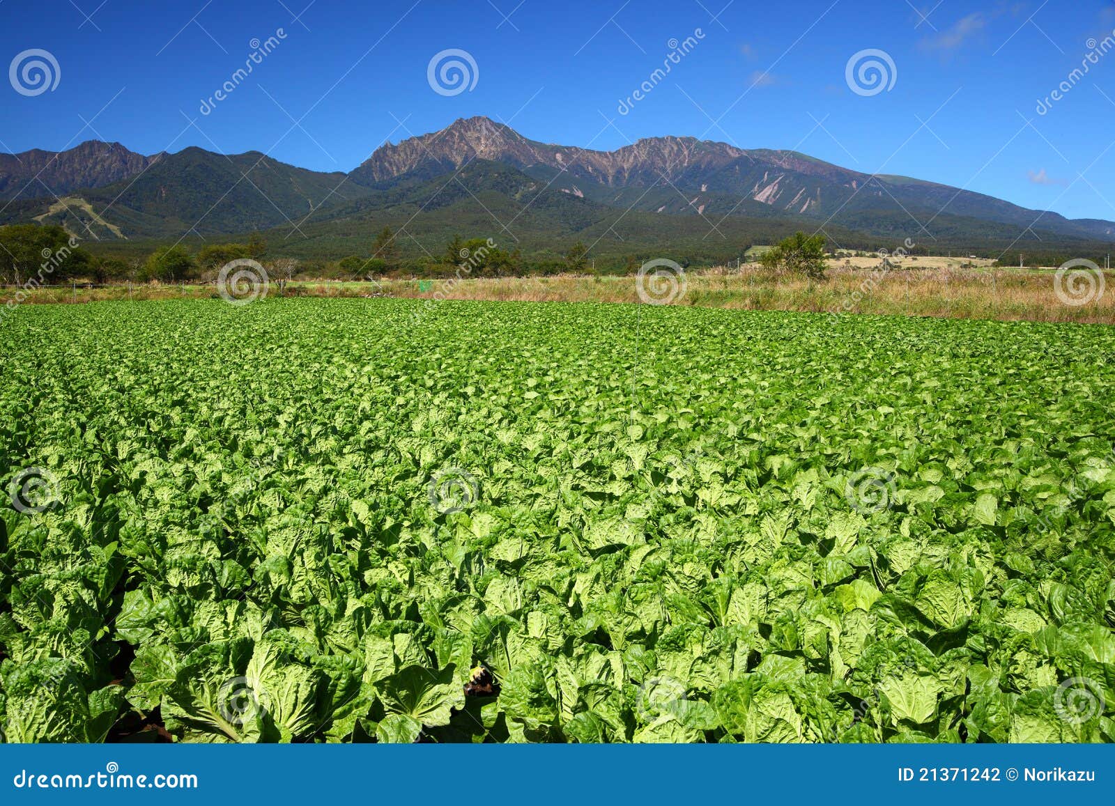 Vegetable Field and Mountain Stock Photo - Image of asian, harvest ...
