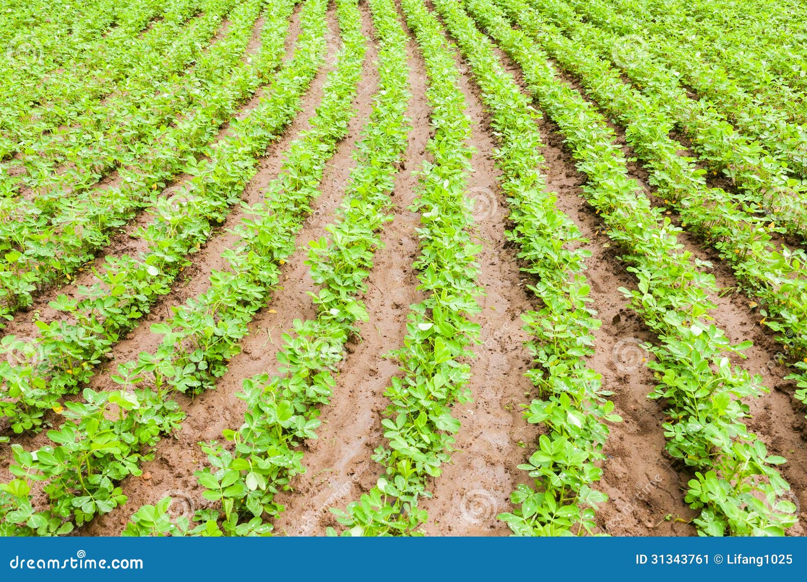 Vegetable field stock image. Image of field, market, agriculture - 31343761