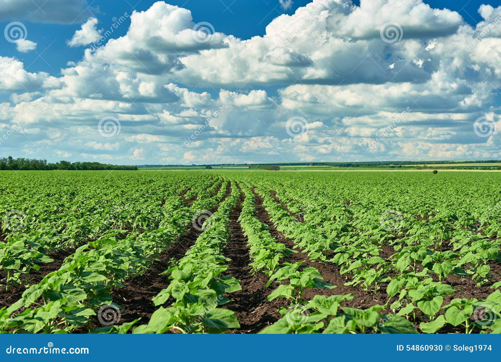 Vegetable Field and Sky Summer Landscape Stock Photo - Image of clouds ...